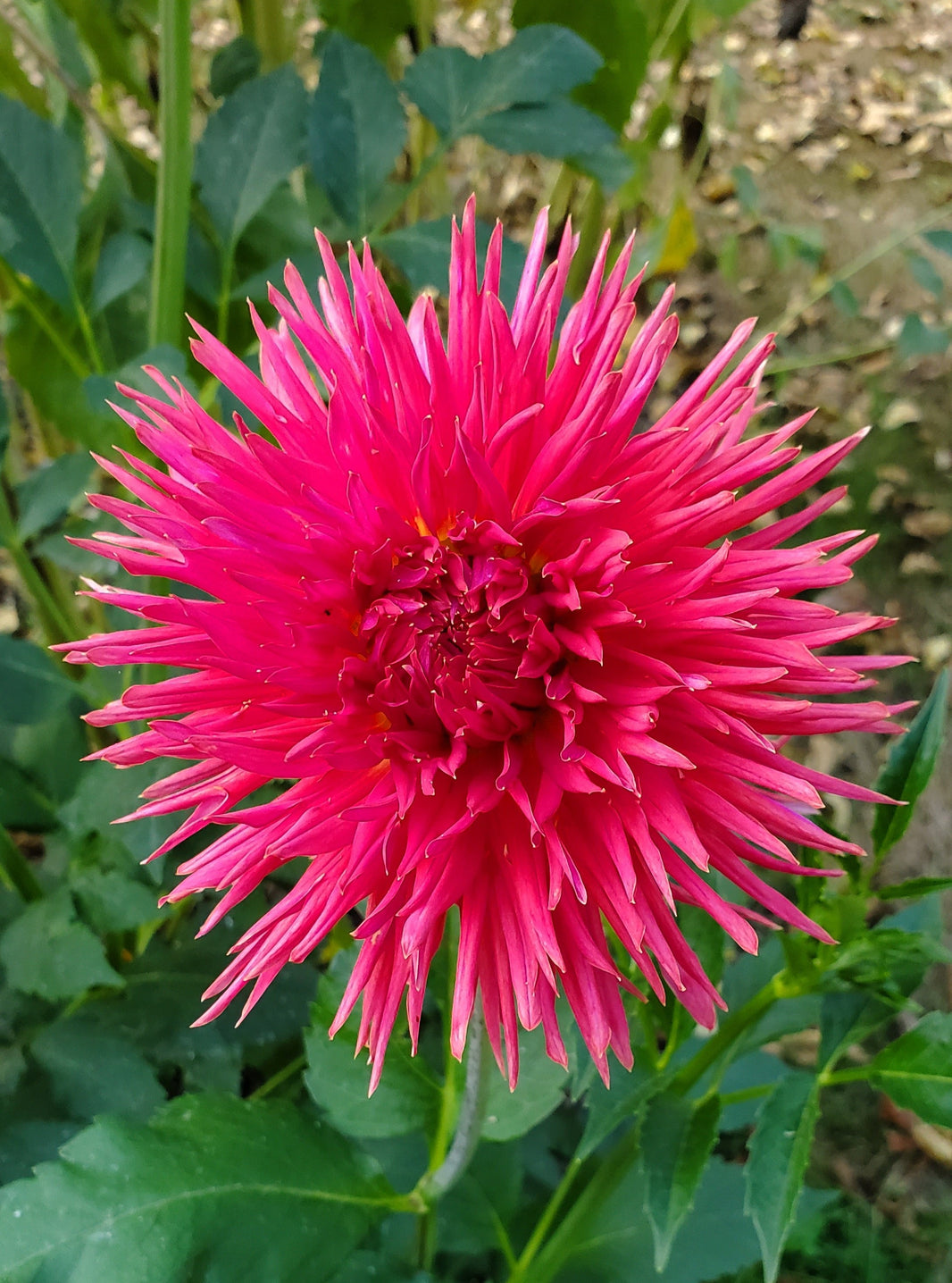 ALL DAHLIAS – Misfit Dahlias