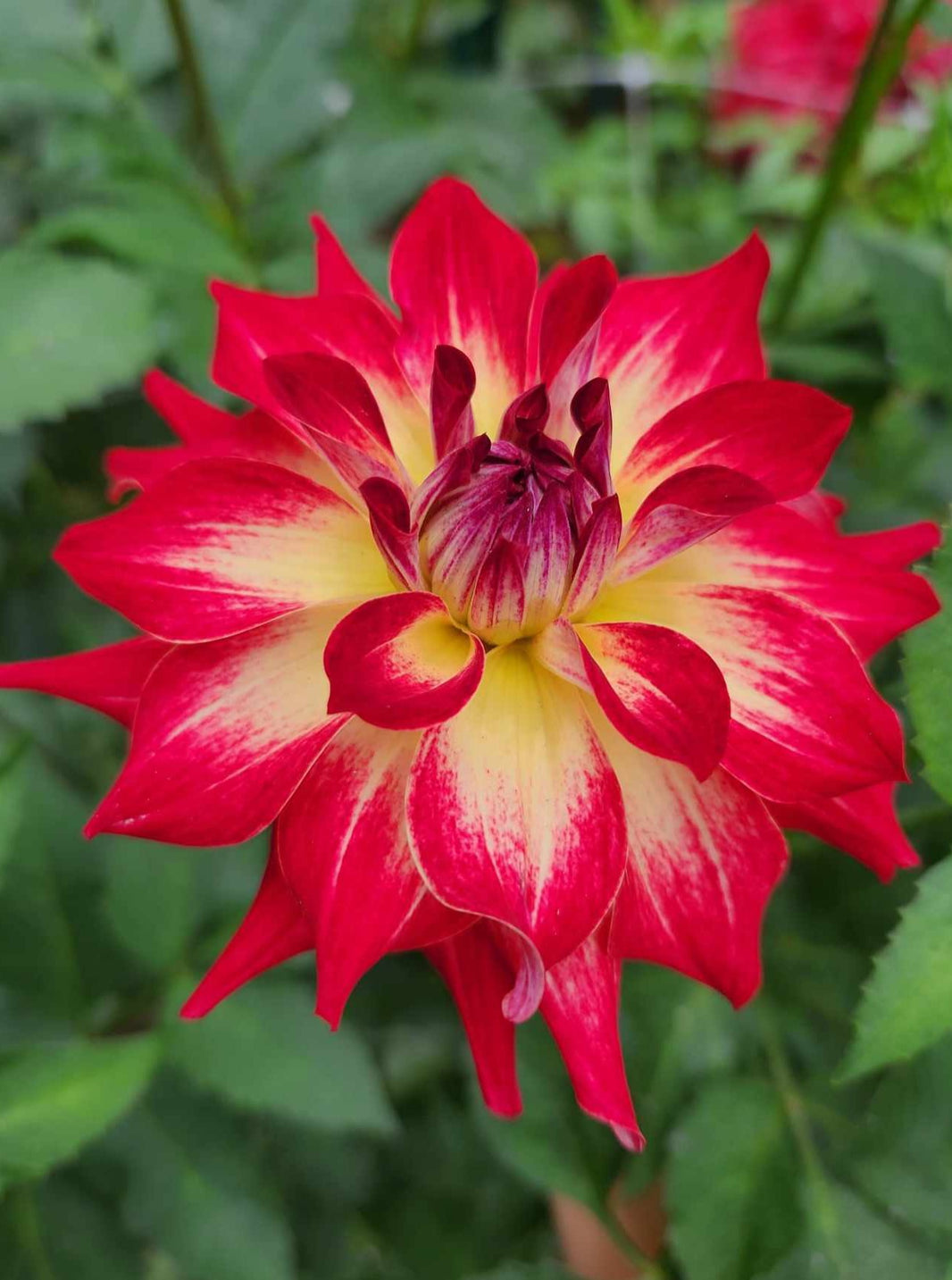 ALL DAHLIAS – Misfit Dahlias