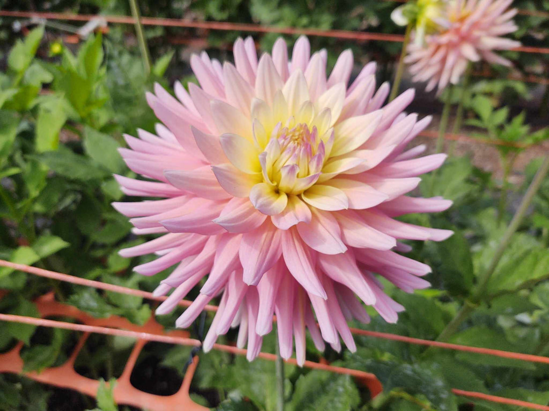CLEARVIEW CLARA BELLE – Misfit Dahlias