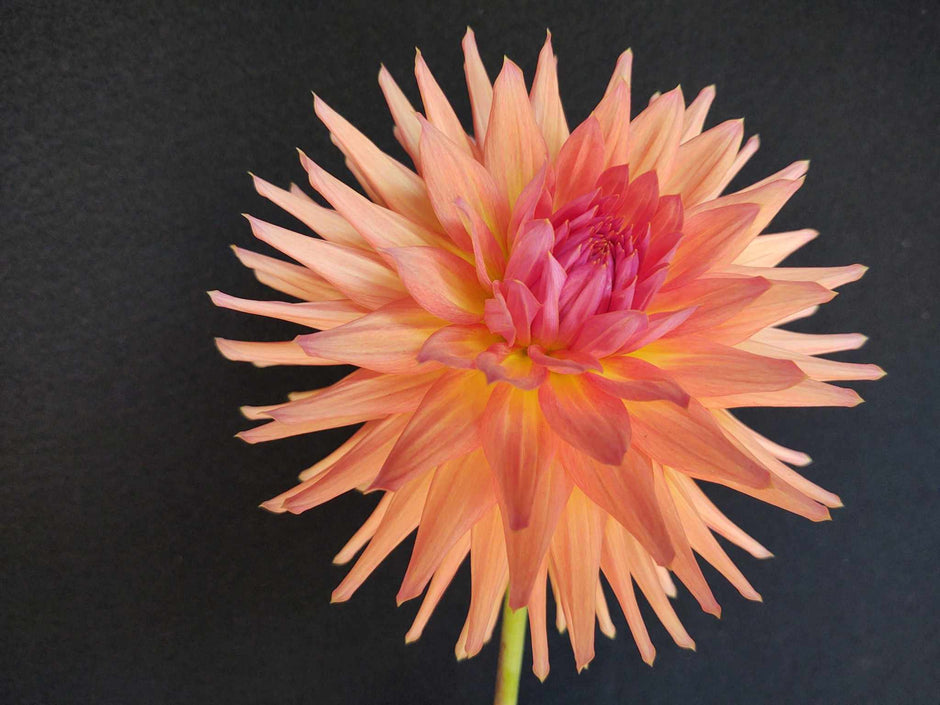 ALL DAHLIAS – Page 3 – Misfit Dahlias