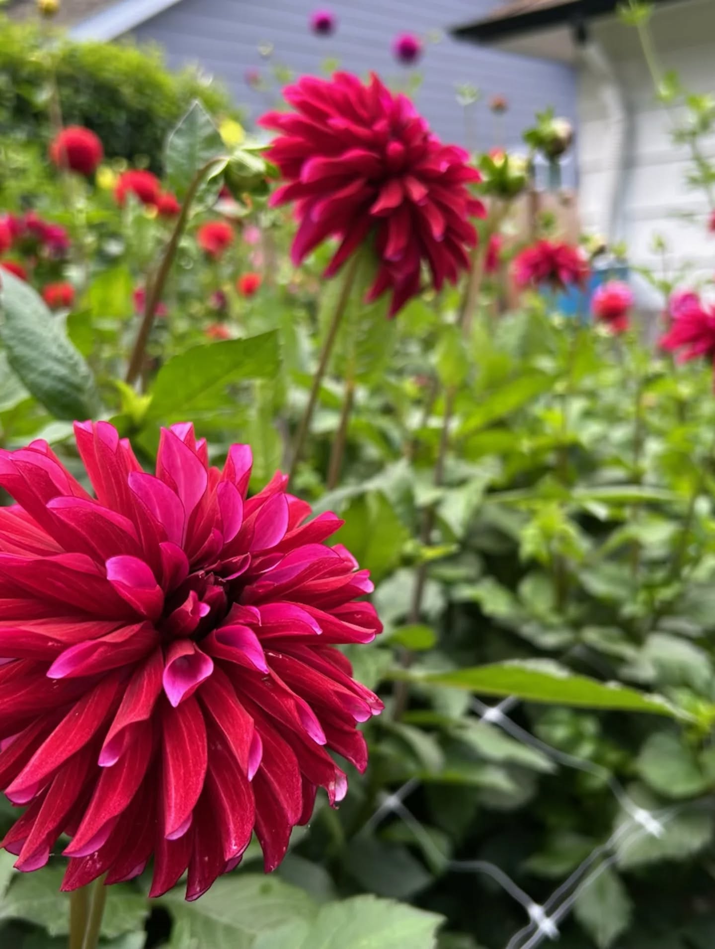 LUCKY MADISON (NEW 2026) -LIMIT 1 – Misfit Dahlias