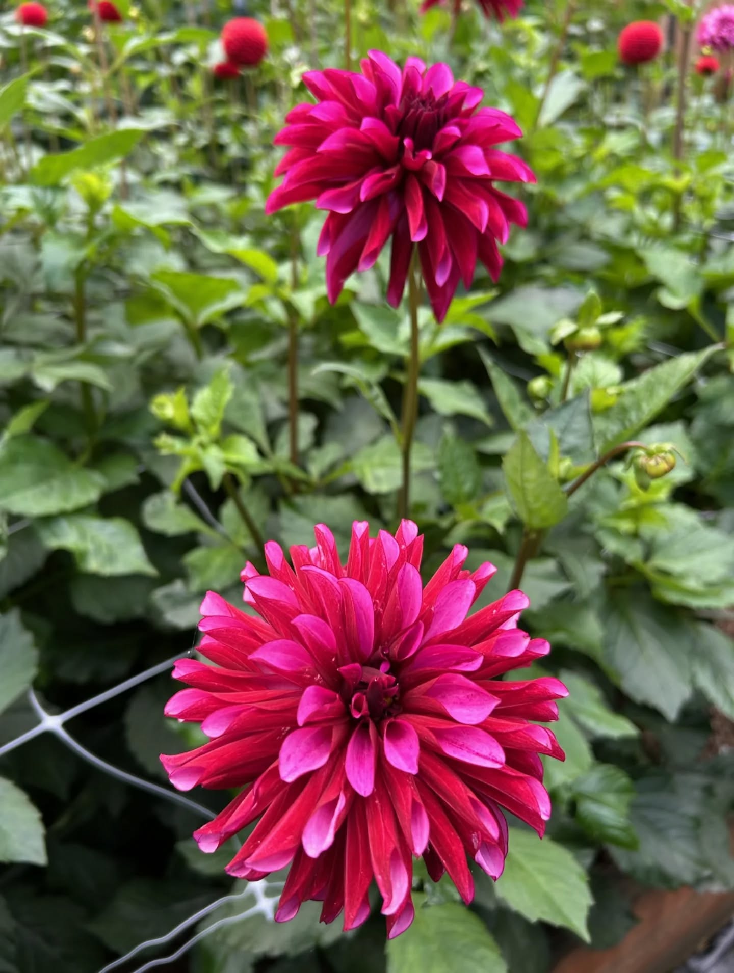 LUCKY MADISON (NEW 2026) -LIMIT 1 – Misfit Dahlias