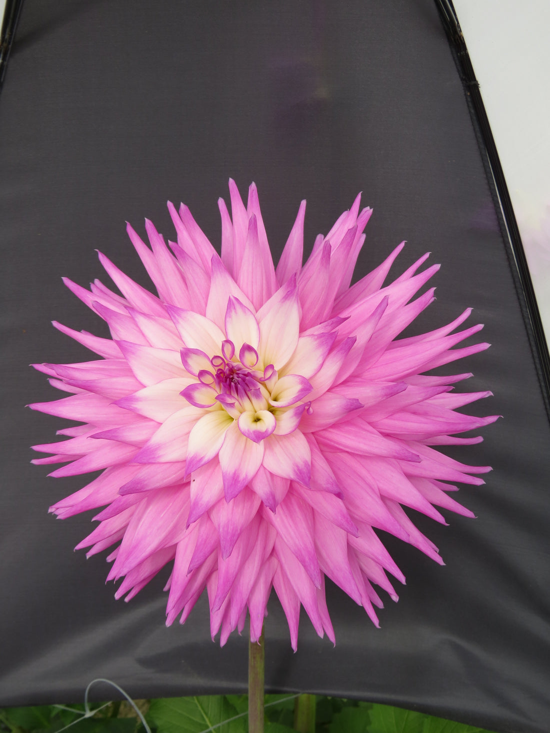 AC CHRISTINE (NEW 2026) -LIMIT 1 – Misfit Dahlias
