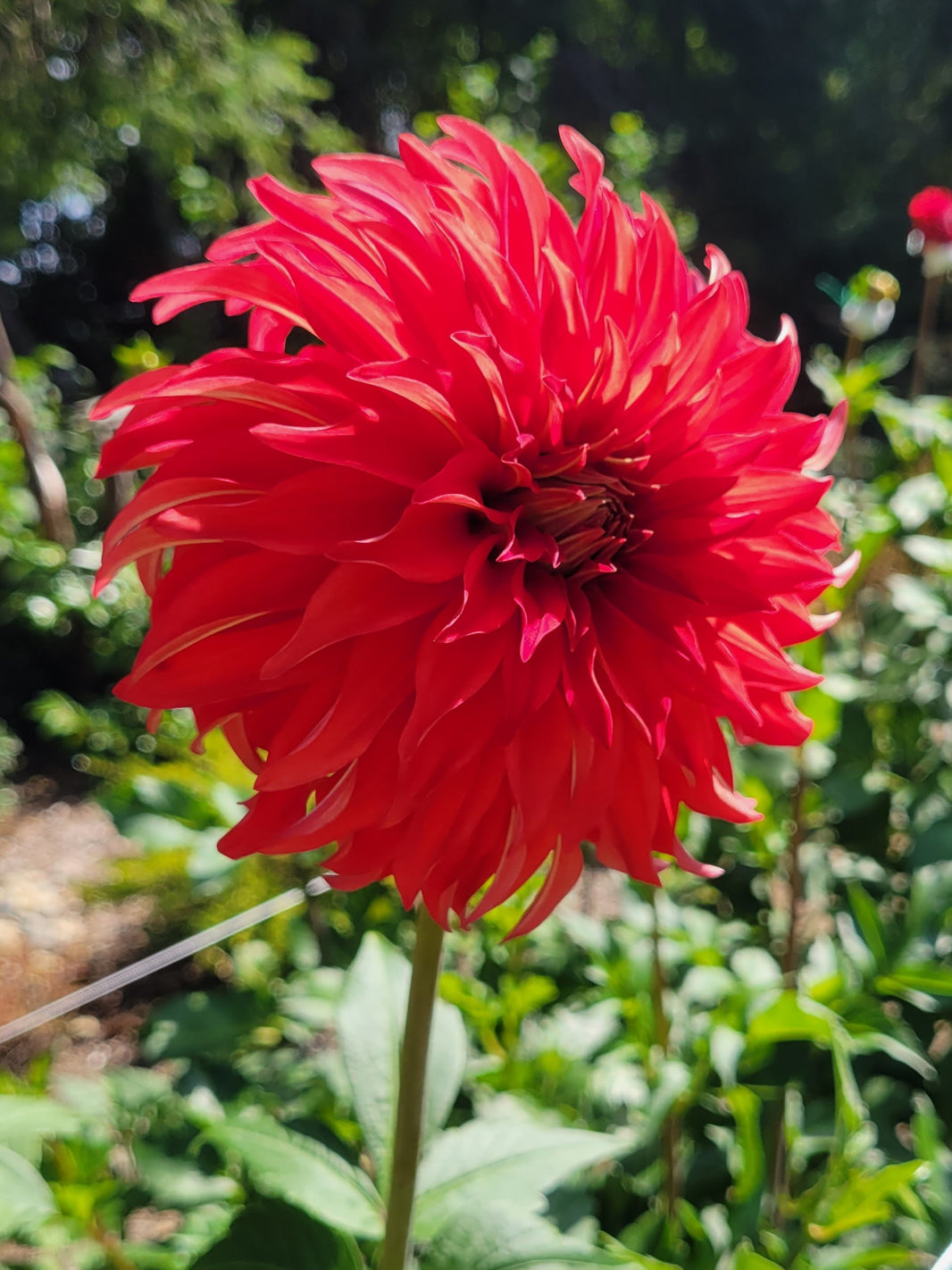 All Dahlias – Misfit Dahlias