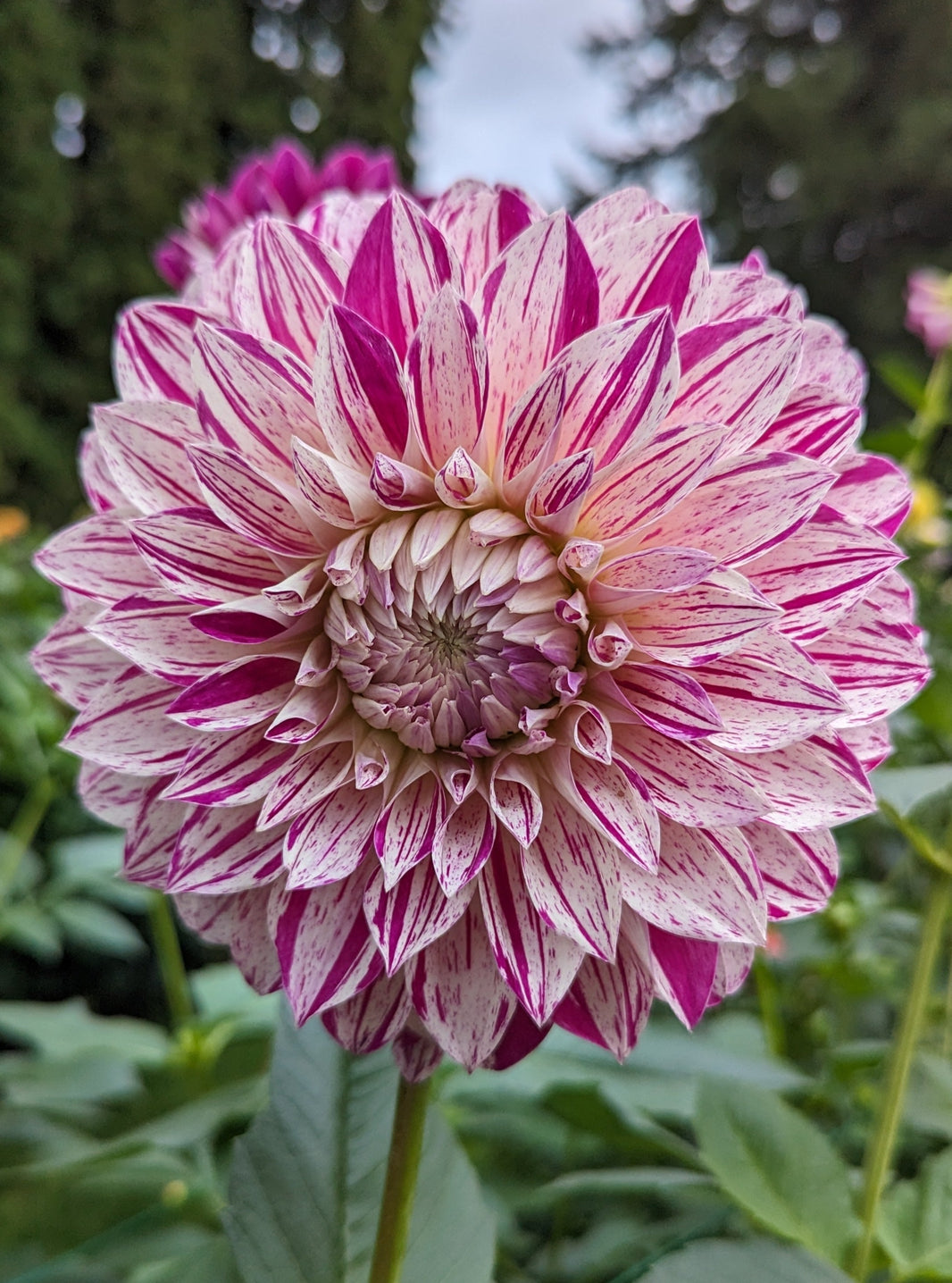 ALL DAHLIAS – Misfit Dahlias