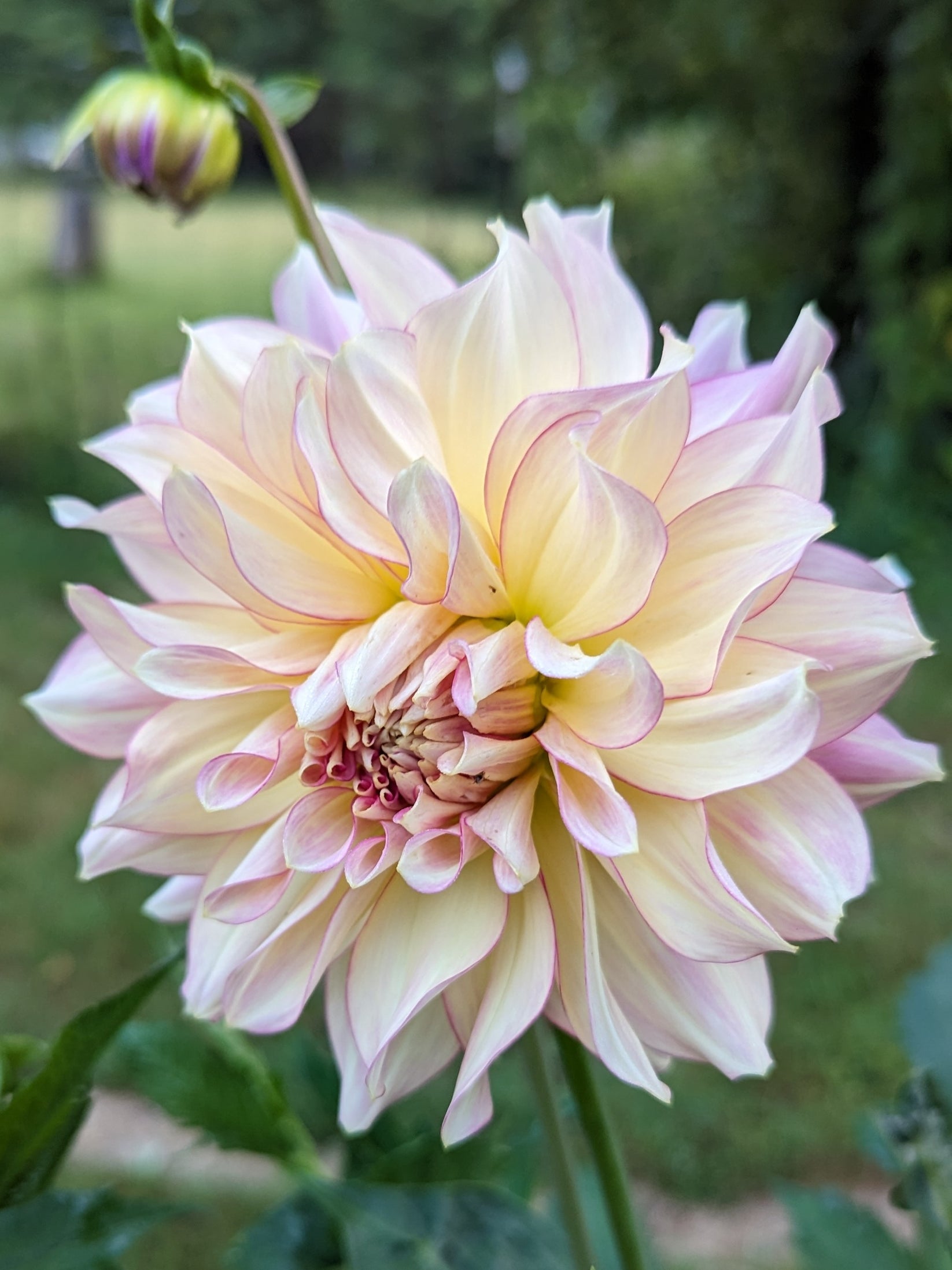 AC TWISP - LIMIT 1 – Misfit Dahlias