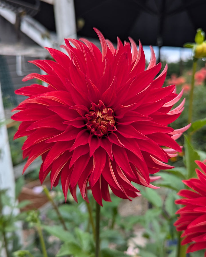 All Dahlias – Misfit Dahlias
