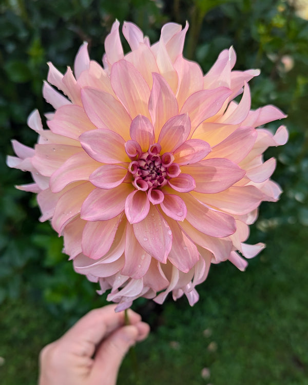 AC TWISP - LIMIT 1 – Misfit Dahlias