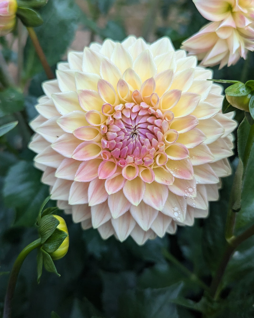 All Dahlias – Page 2 – Misfit Dahlias