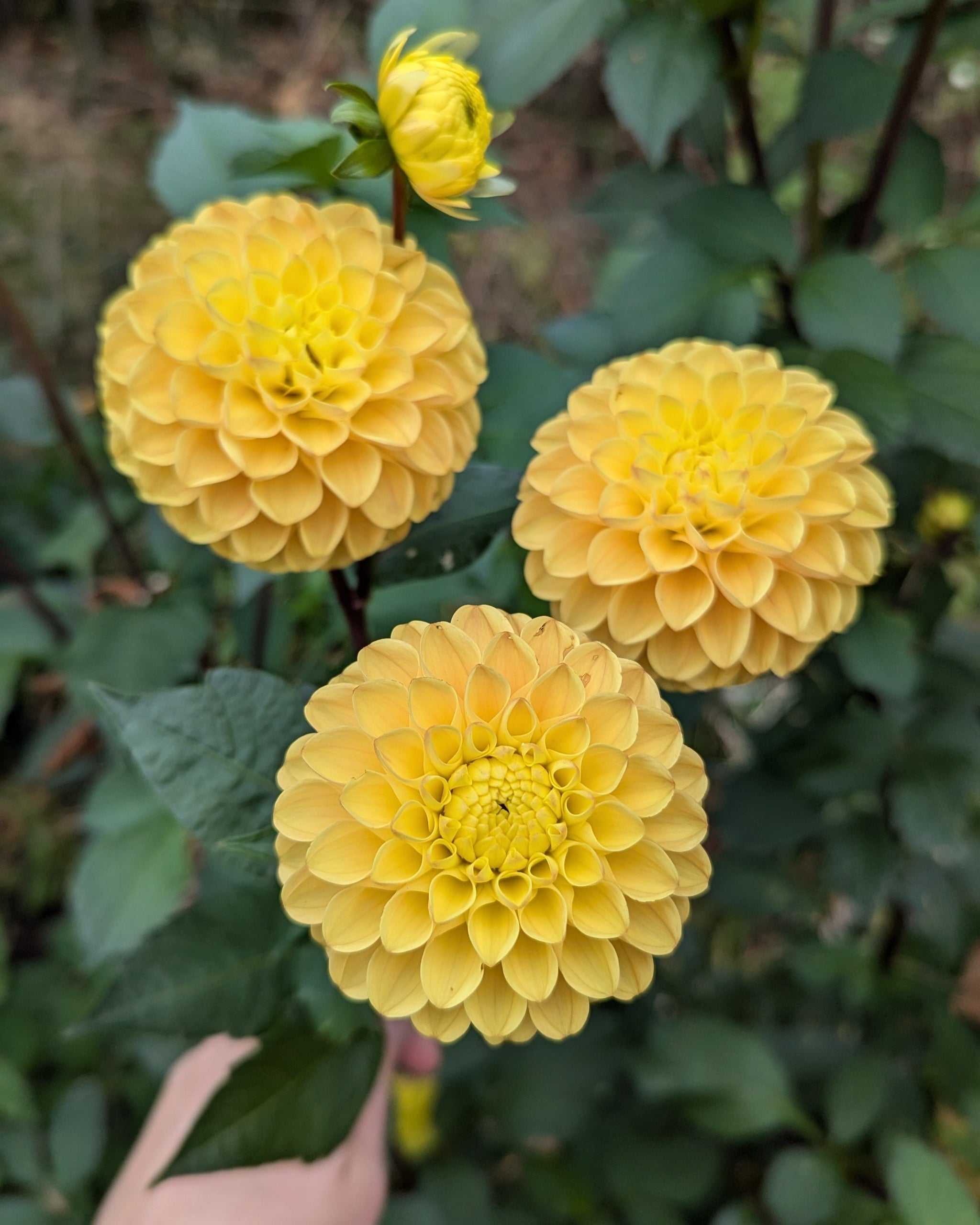 CLEARVIEW BUTTERSCOTCH – Misfit Dahlias