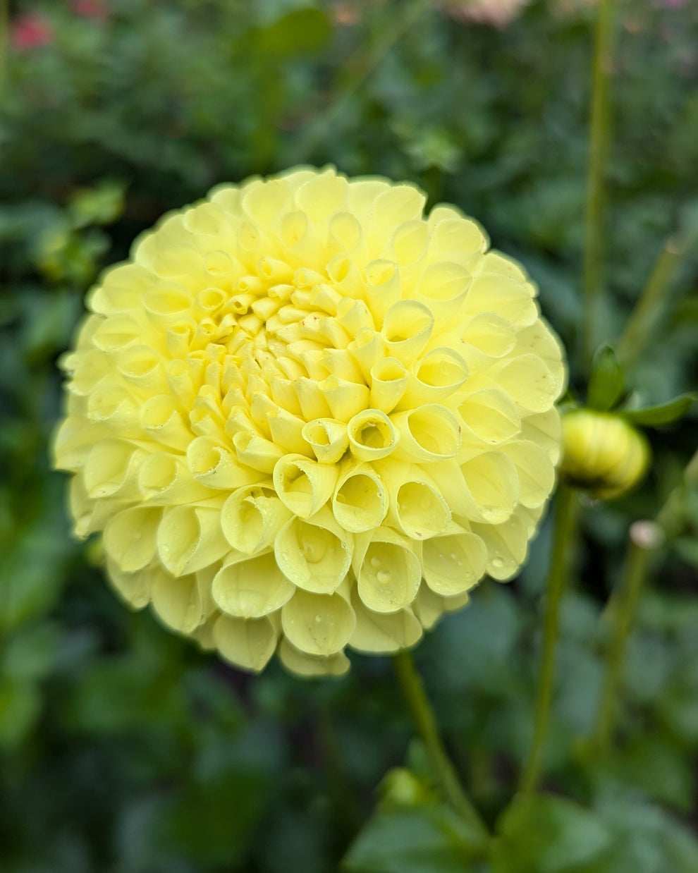 CLEARVIEW DANIEL – Misfit Dahlias
