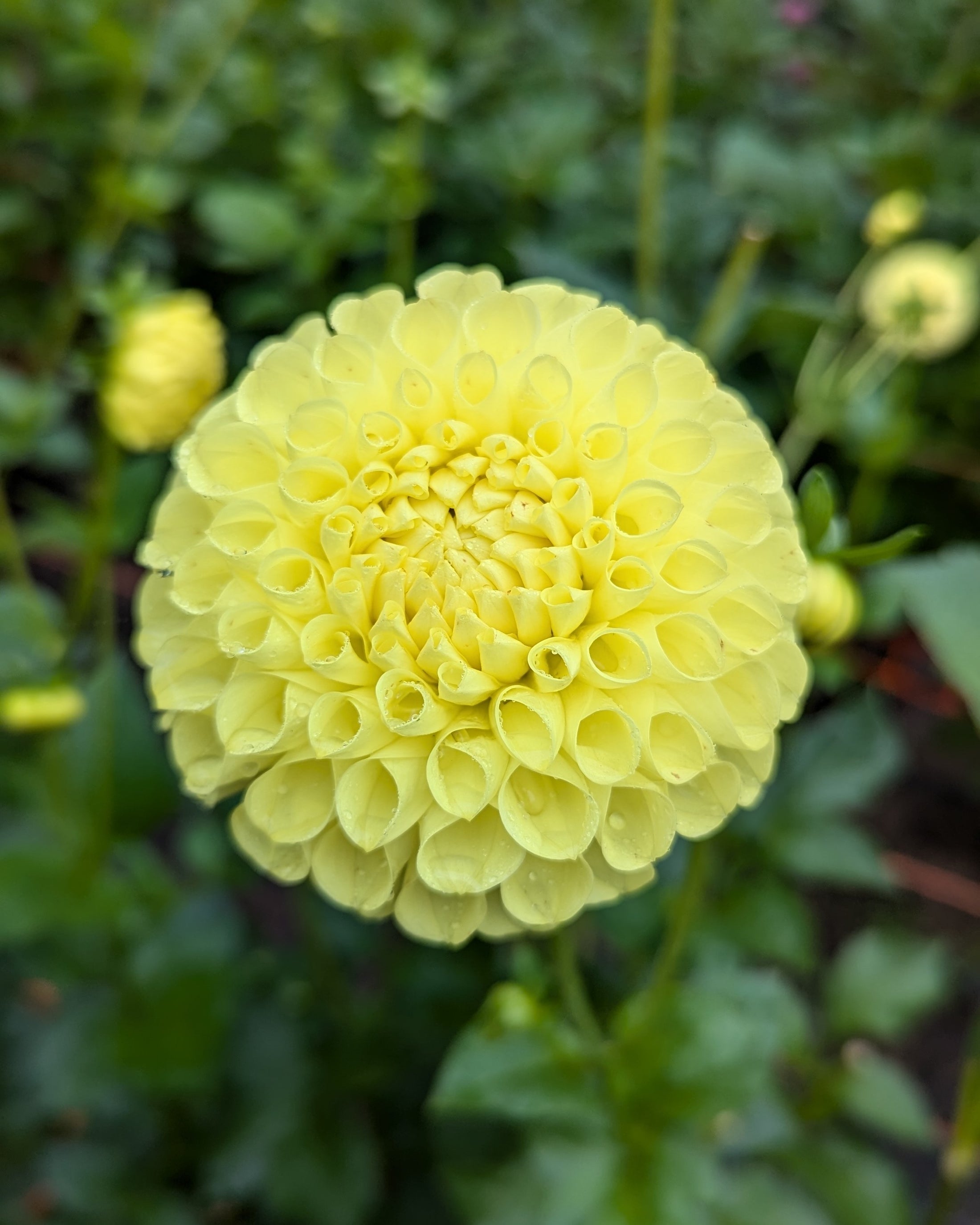 CLEARVIEW DANIEL – Misfit Dahlias