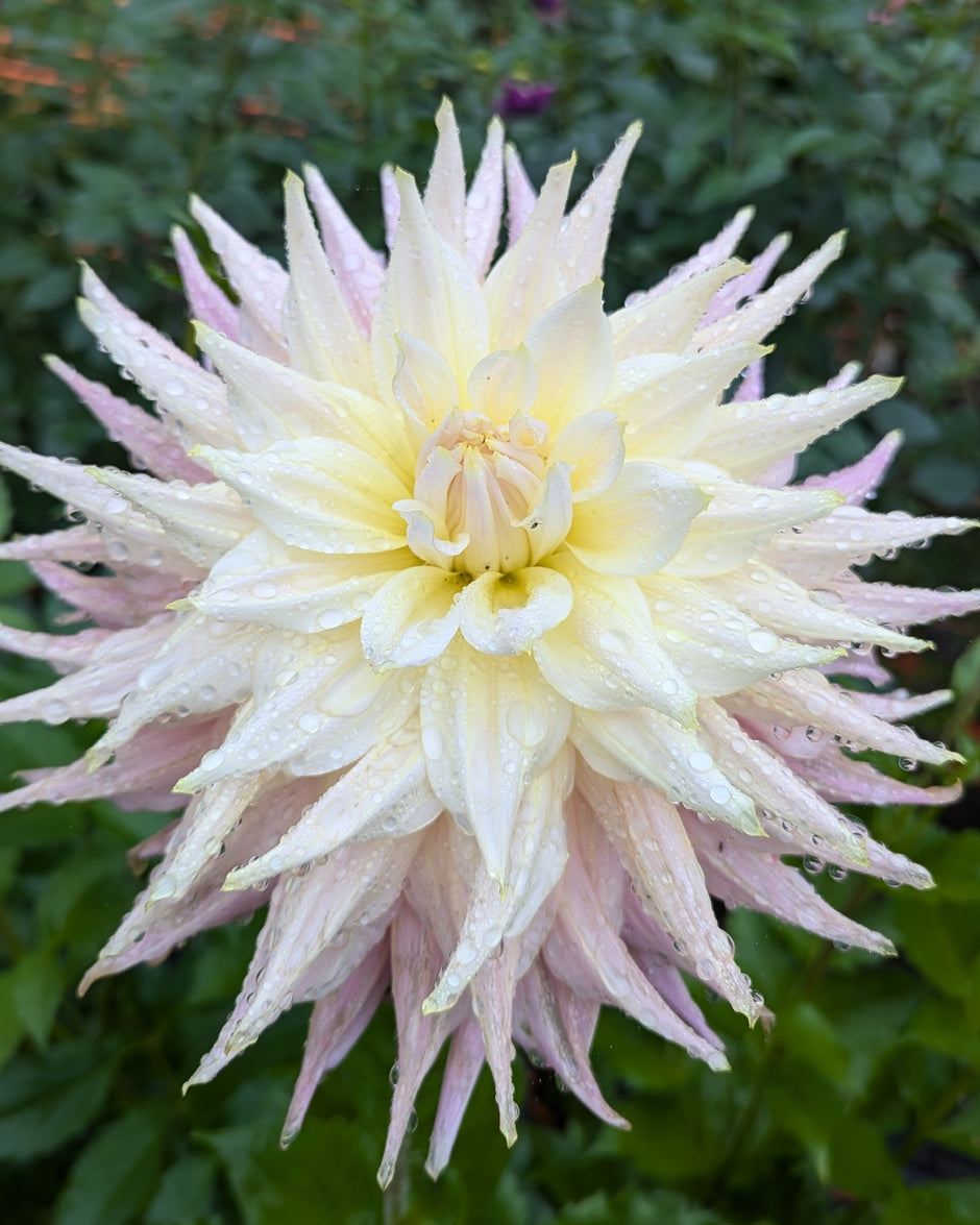 All Dahlias – Page 3 – Misfit Dahlias