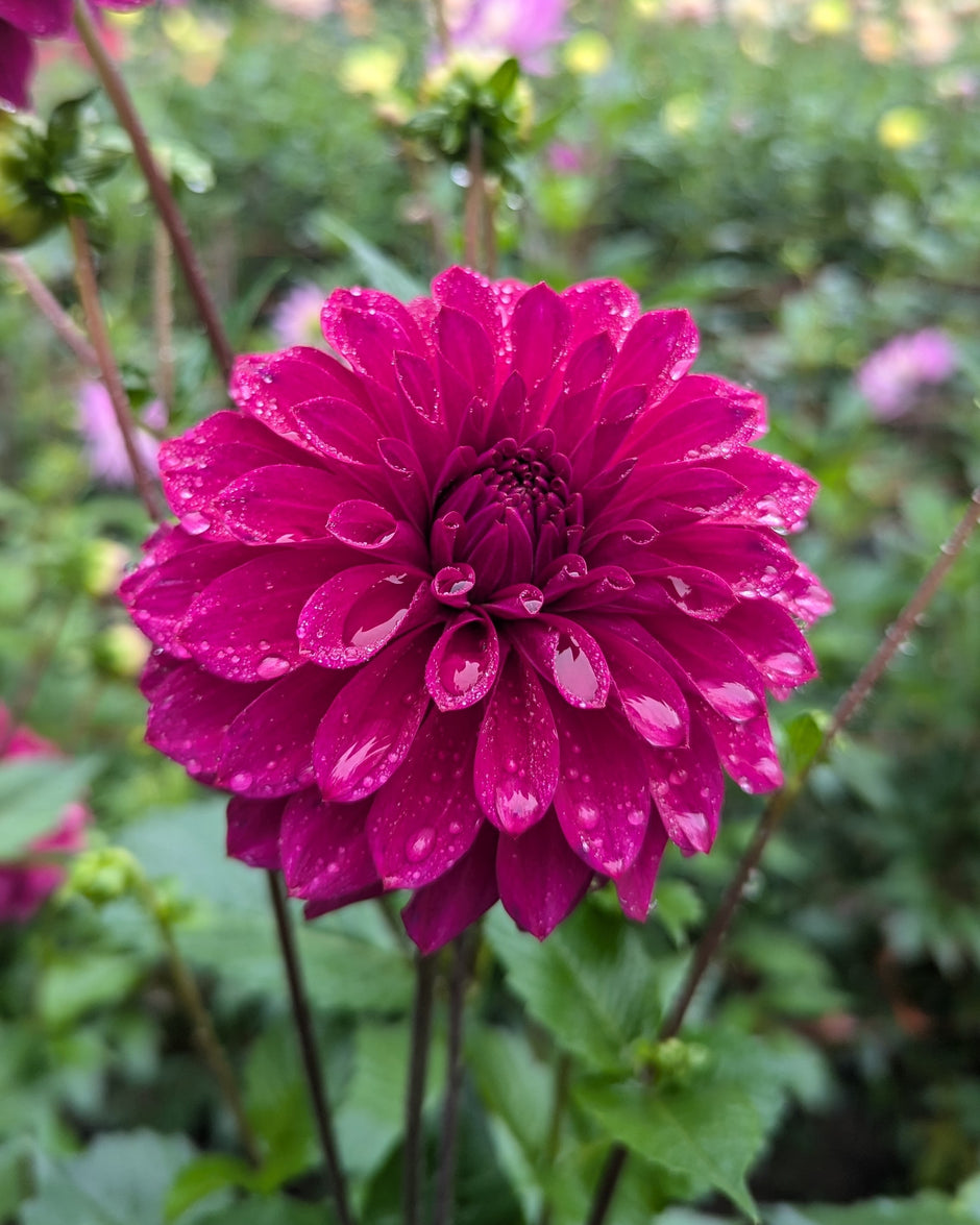 NEW INTRODUCTIONS – Misfit Dahlias