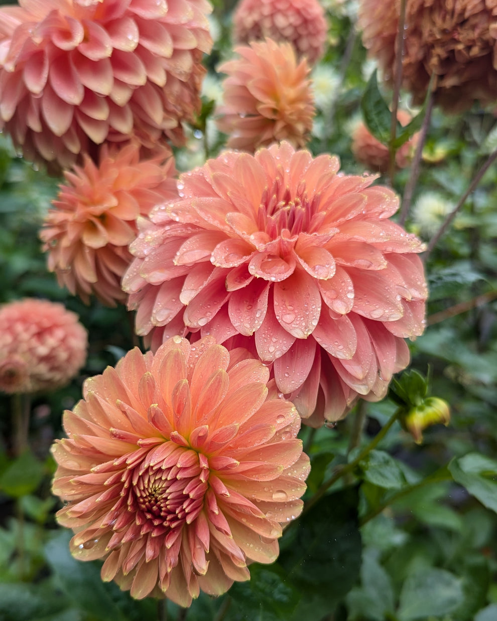 CLEARVIEW PATAHA – Misfit Dahlias