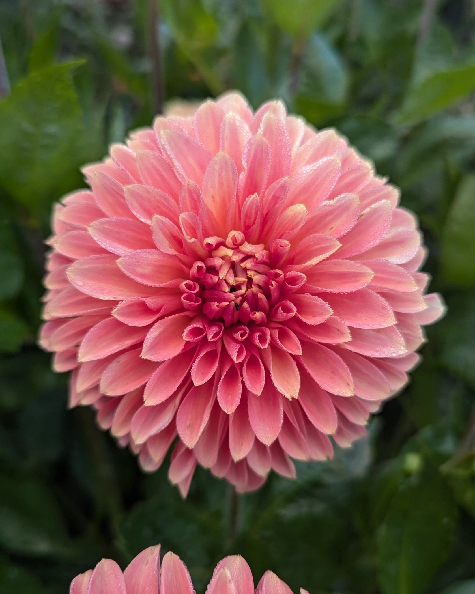 CLEARVIEW PATAHA – Misfit Dahlias