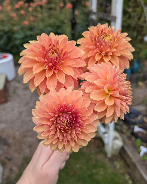 CLEARVIEW PATAHA – Misfit Dahlias