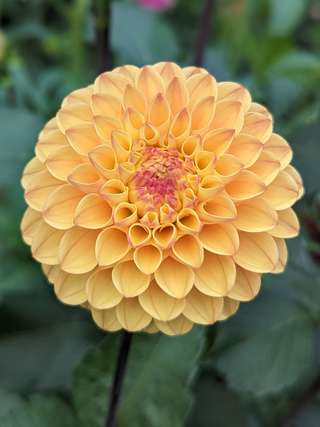 CLEARVIEW BUTTERSCOTCH – Misfit Dahlias