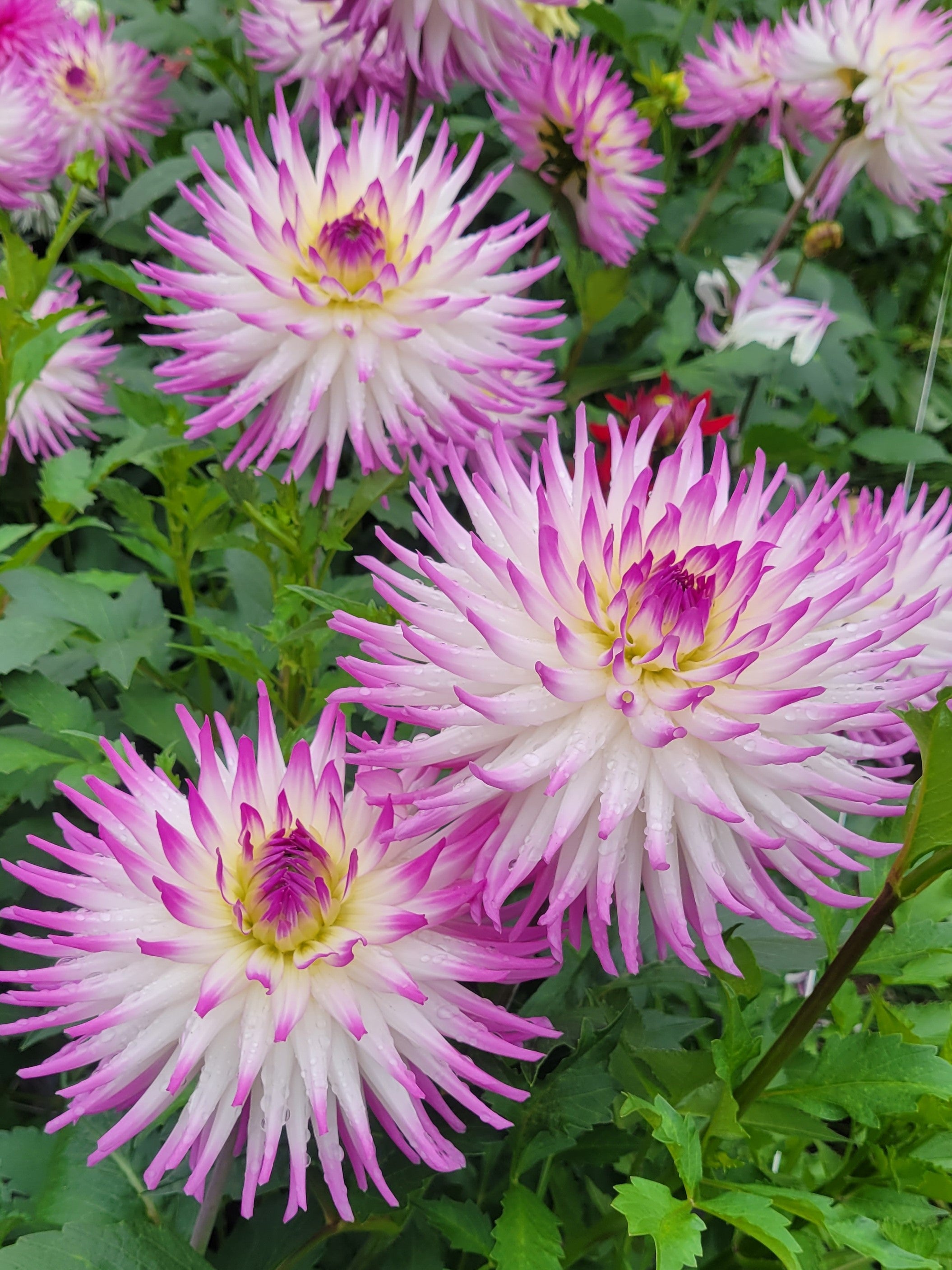 CLEARVIEW CAMERON – Misfit Dahlias