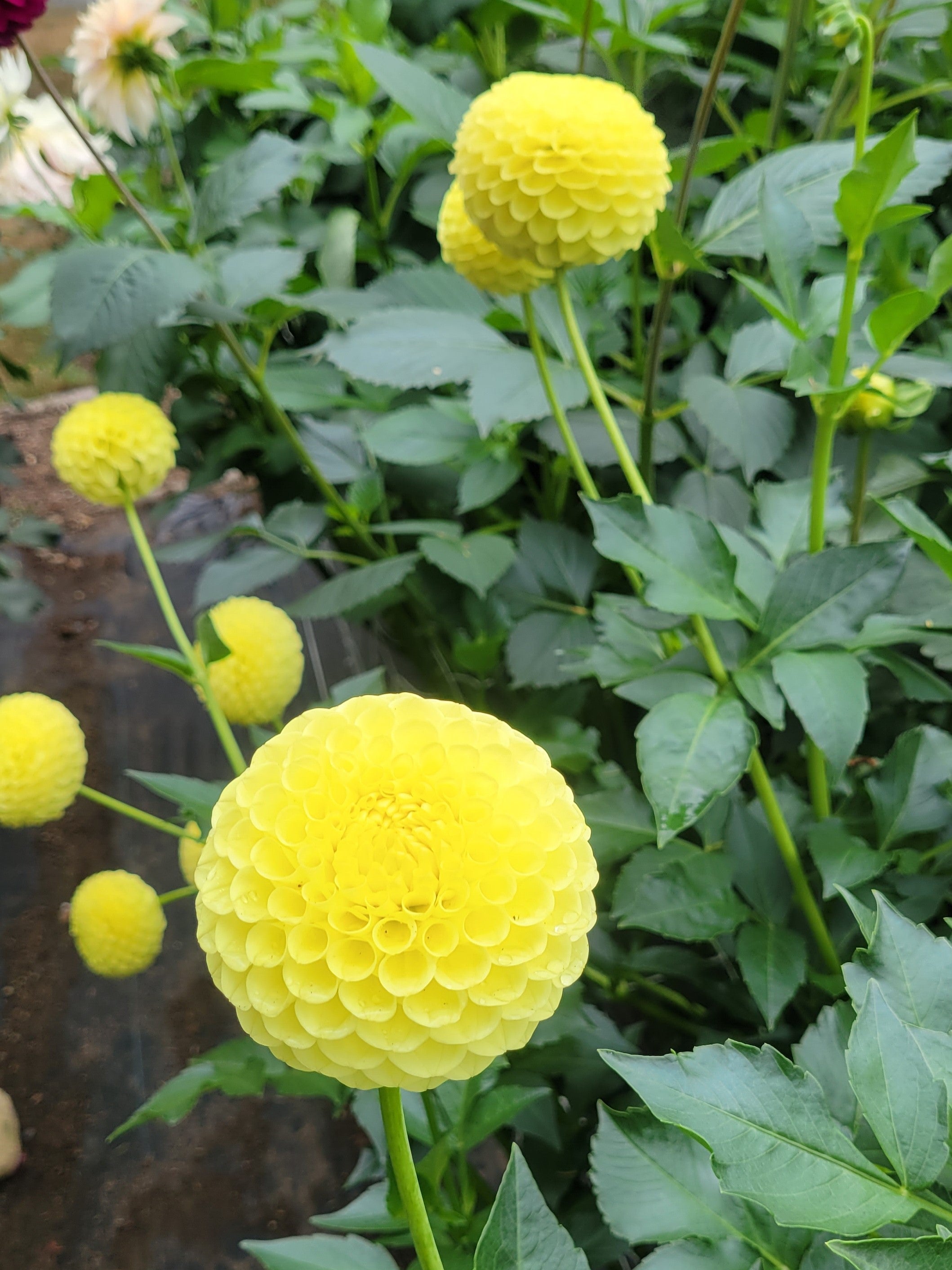 CLEARVIEW DANIEL – Misfit Dahlias