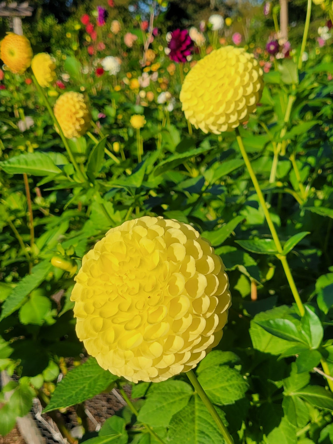 CLEARVIEW DANIEL – Misfit Dahlias