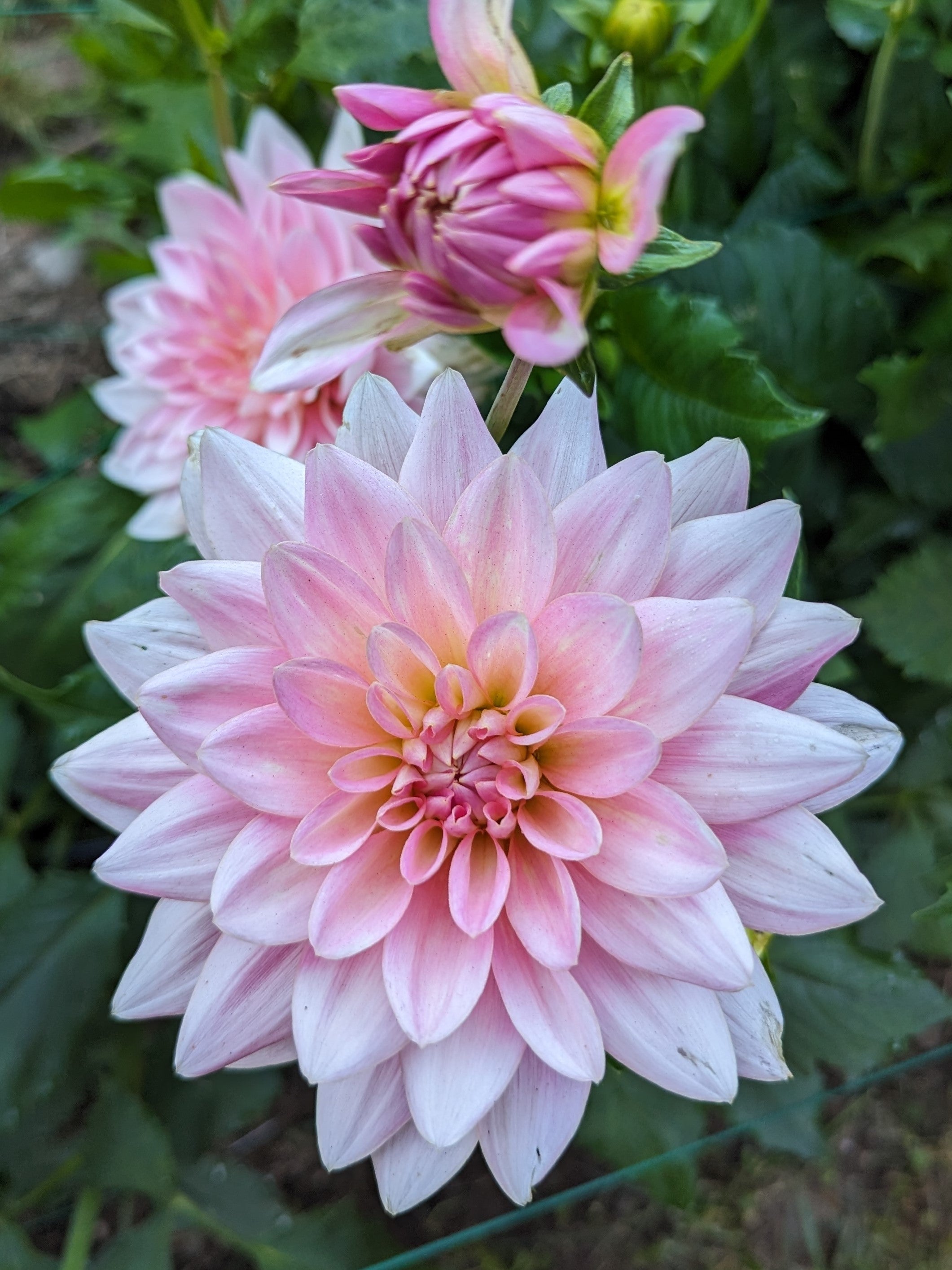 HERITAGE DAHLIAS – Misfit Dahlias