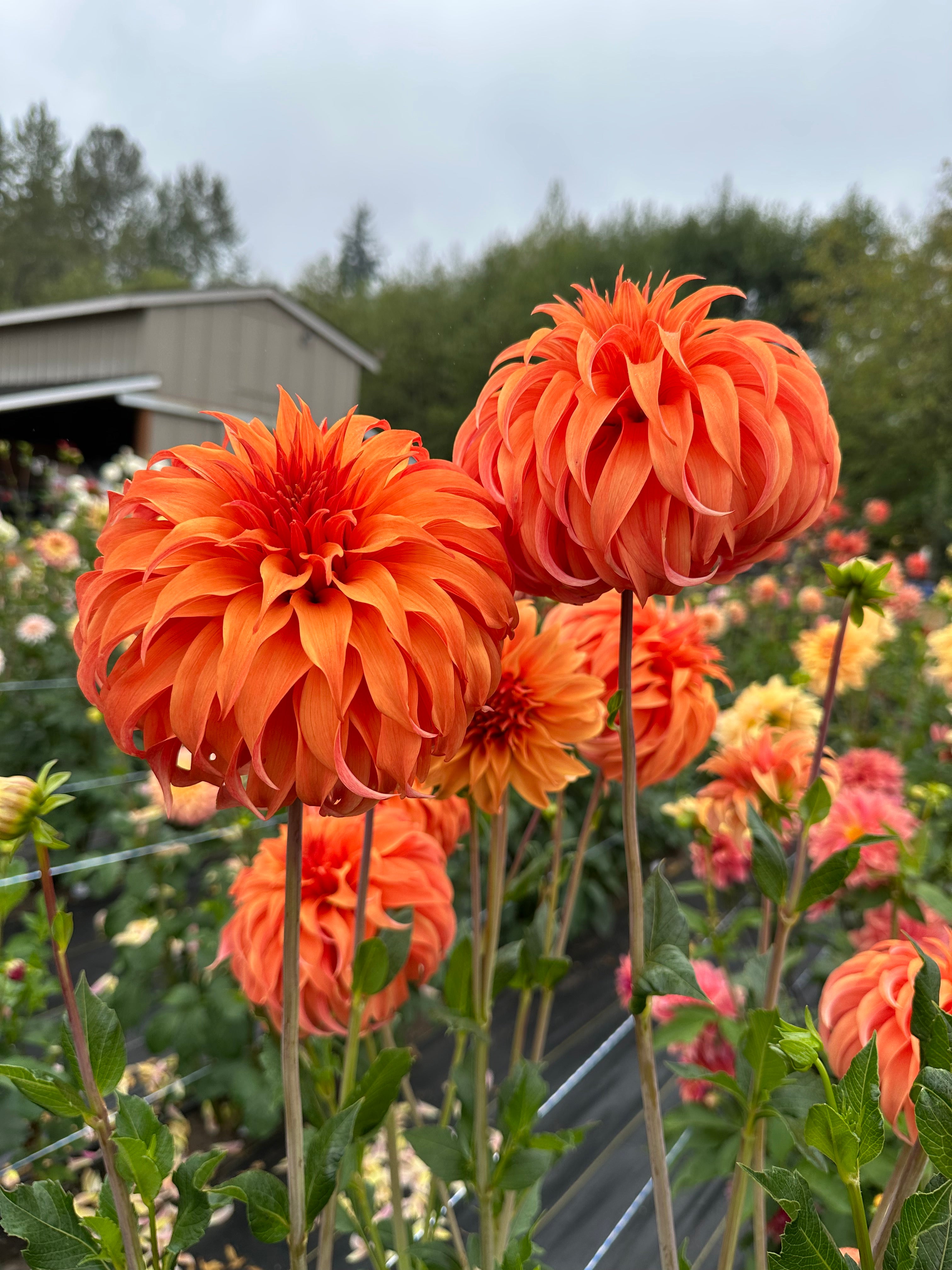 BLOOMQUIST JEAN - LIMIT 1 – Misfit Dahlias