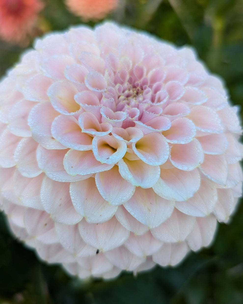 KA'S®️ CINDER ROSE - LIMIT 1 Profits will be donated to The Dahlia Gen ...