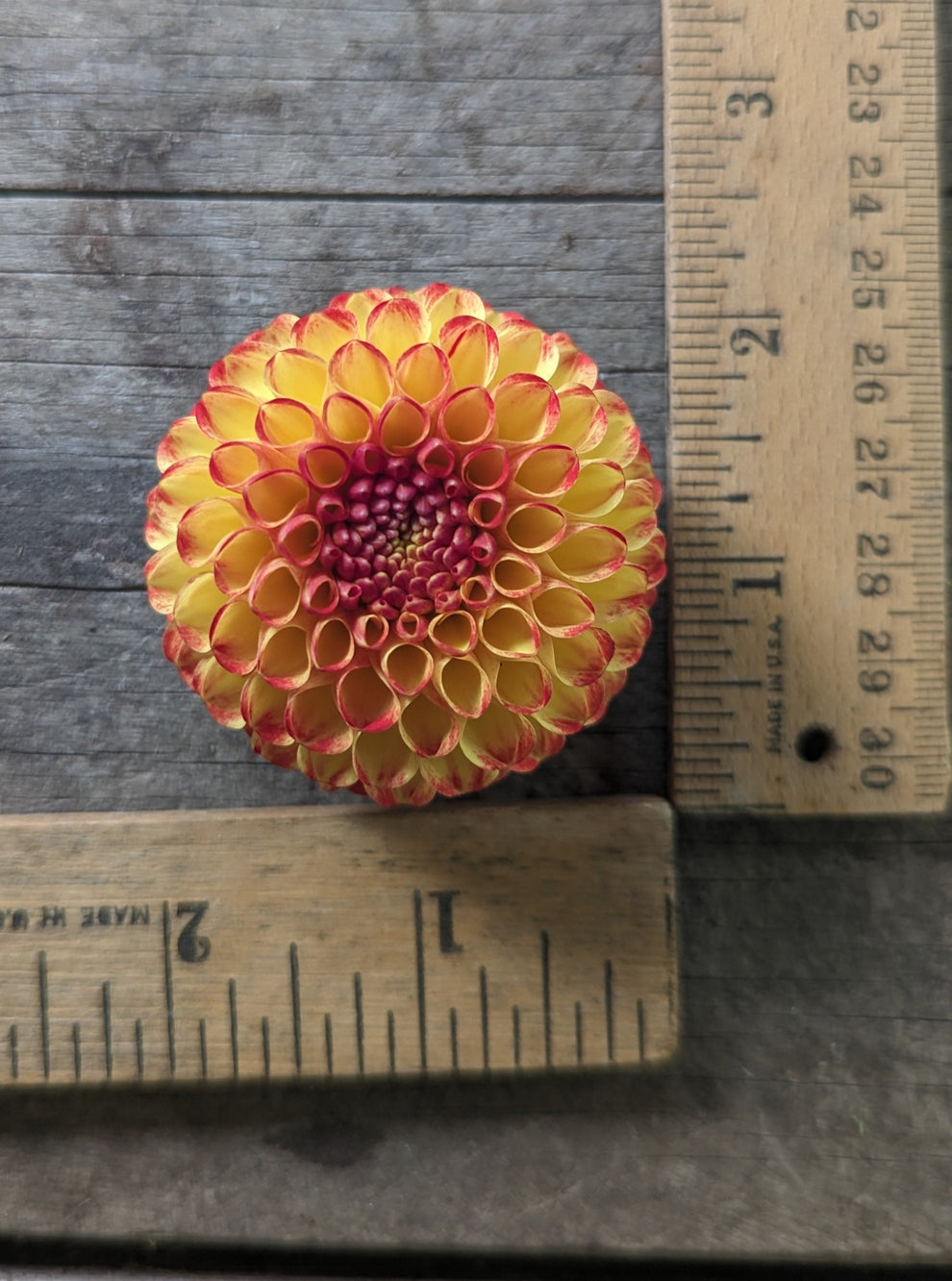 LITTLE BEESWING (1909) – Misfit Dahlias