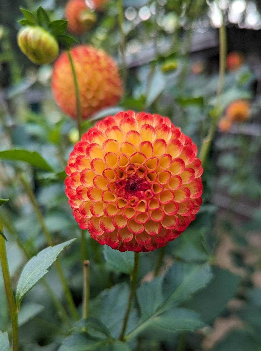 LITTLE BEESWING (1909) – Misfit Dahlias