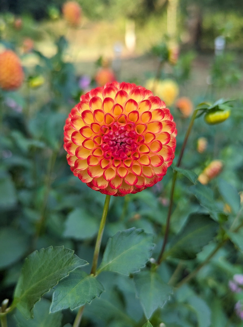 LITTLE BEESWING (1909) – Misfit Dahlias