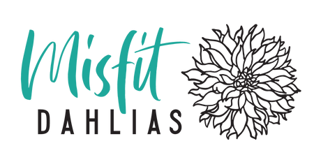 CLEARVIEW DANIEL – Misfit Dahlias