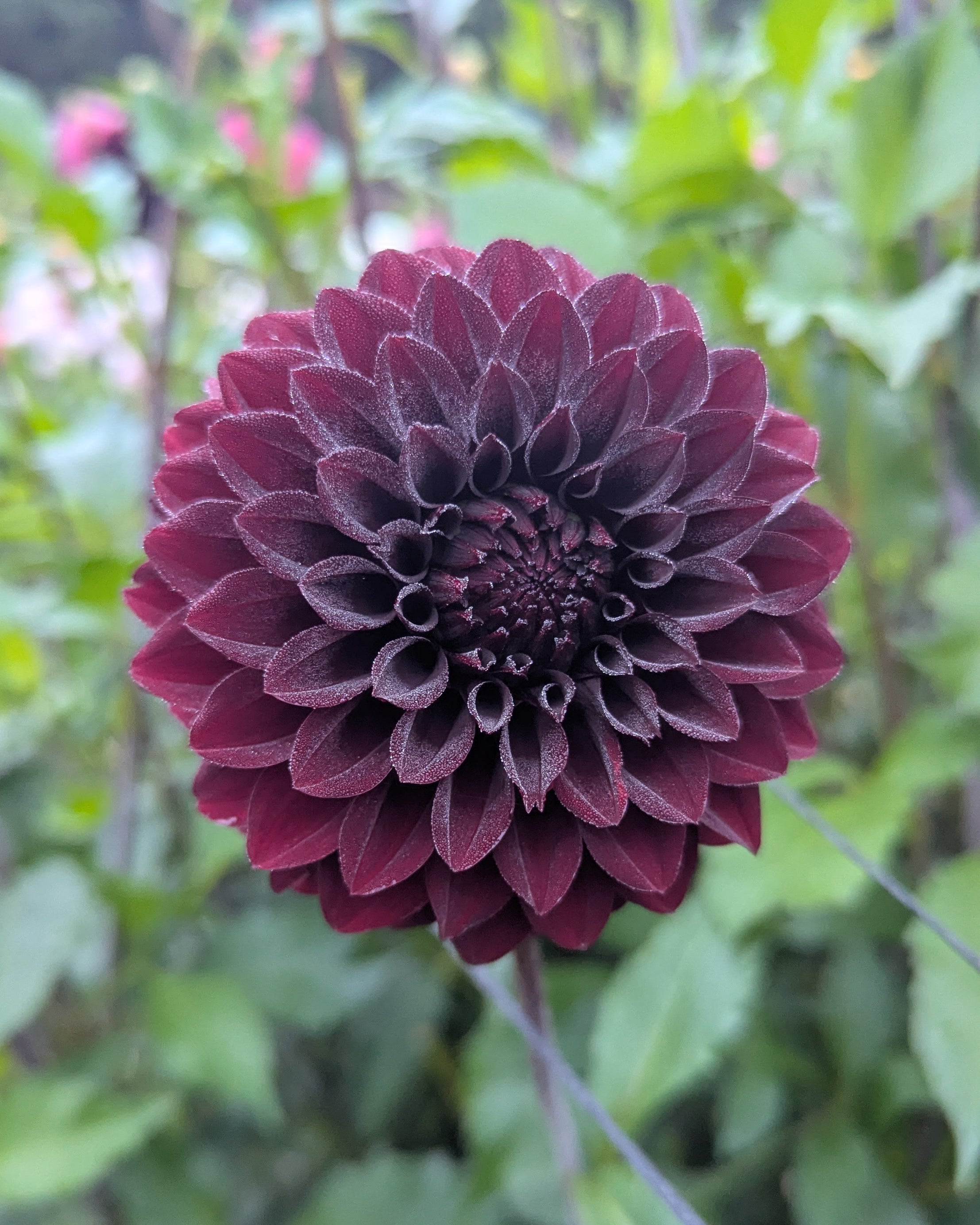 FERNCLIFF EBONY – Misfit Dahlias