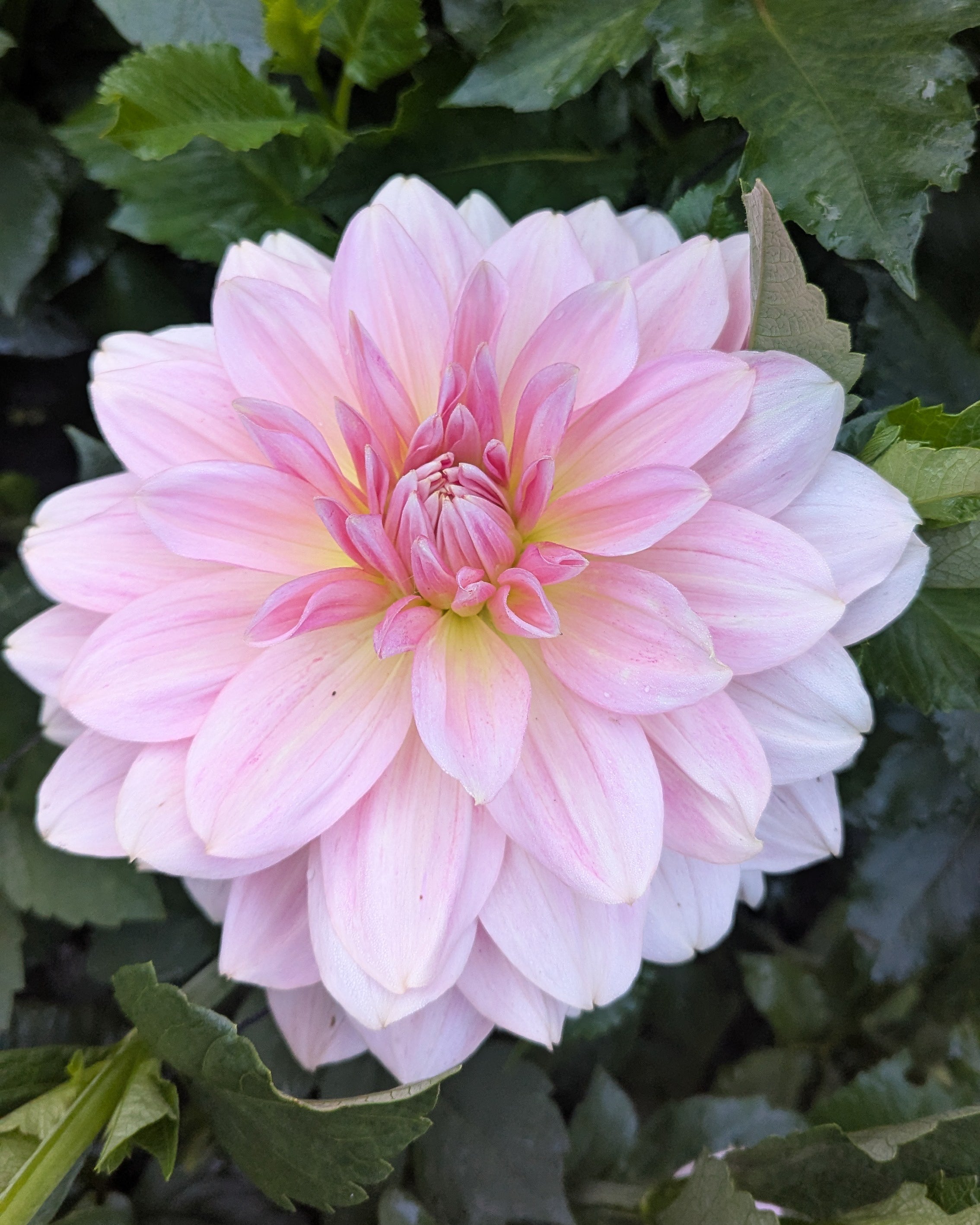 FAIRWAY PILOT – Misfit Dahlias