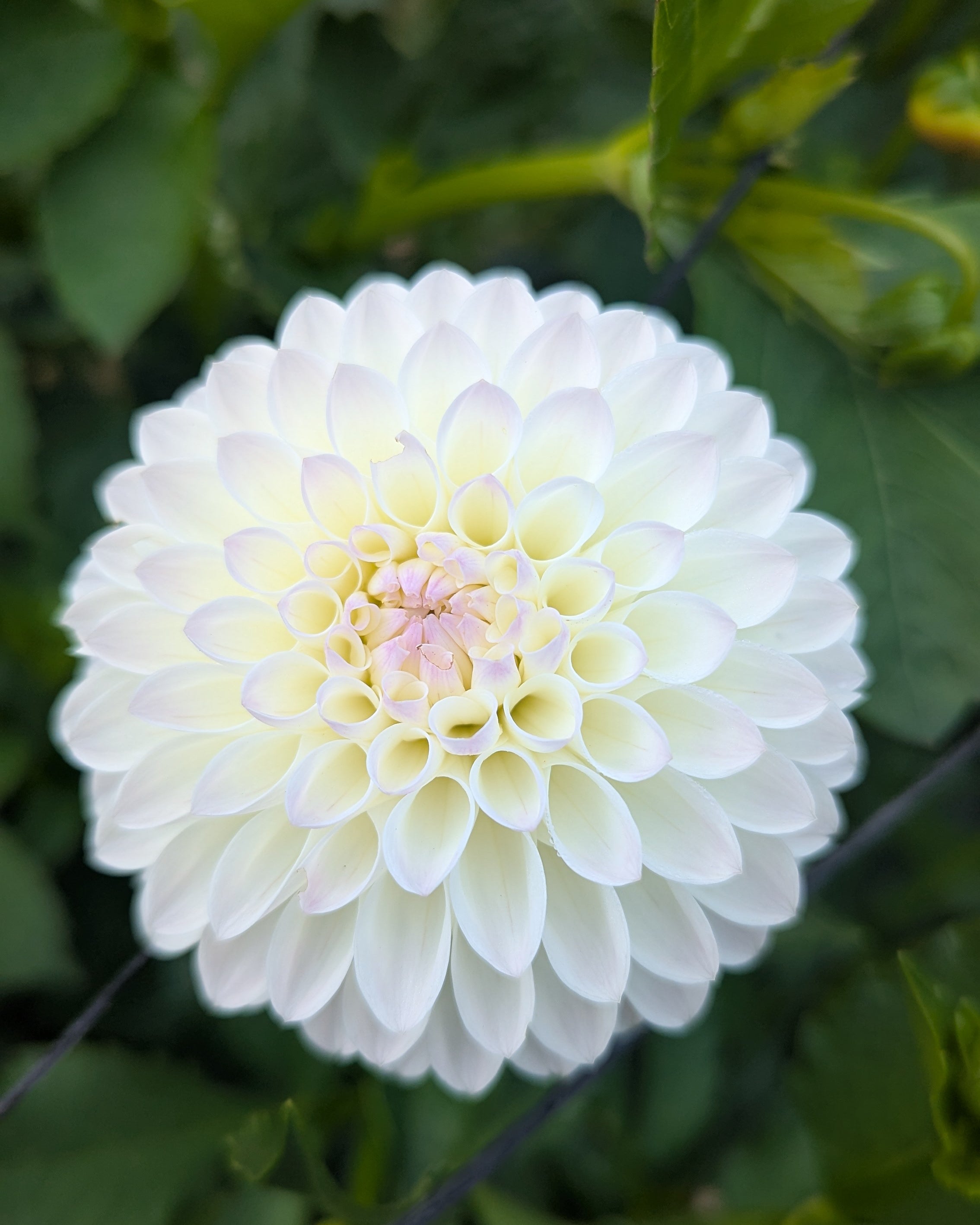 BARON CHLOE -LIMIT 1 – Misfit Dahlias