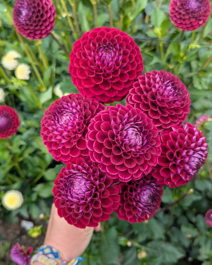 Chimacum Troy Misfit Dahlias