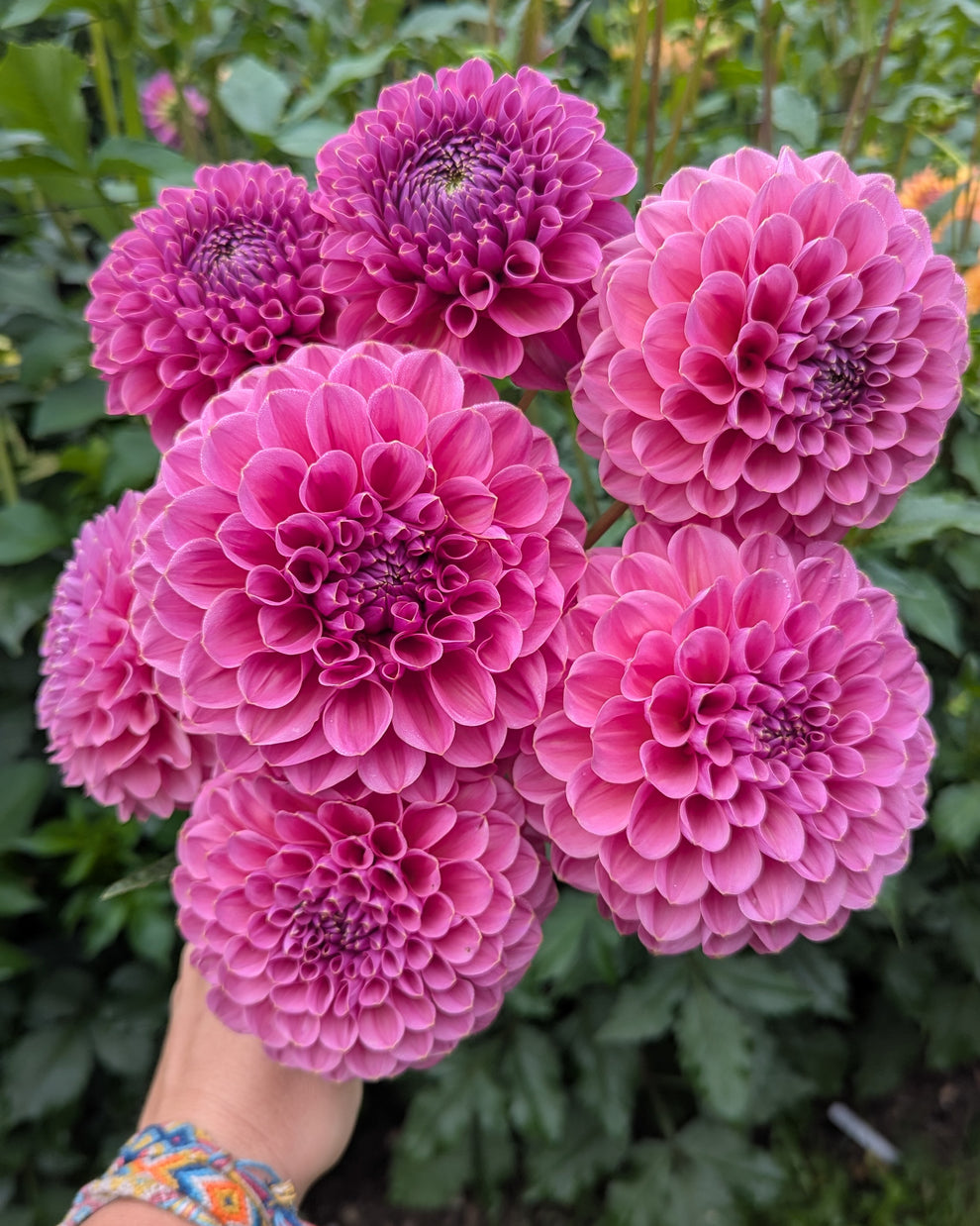 GC PINK LEMONADE -LIMIT 1 – Misfit Dahlias