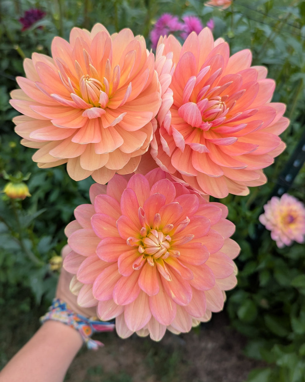 SANDIA SUSAN – Misfit Dahlias