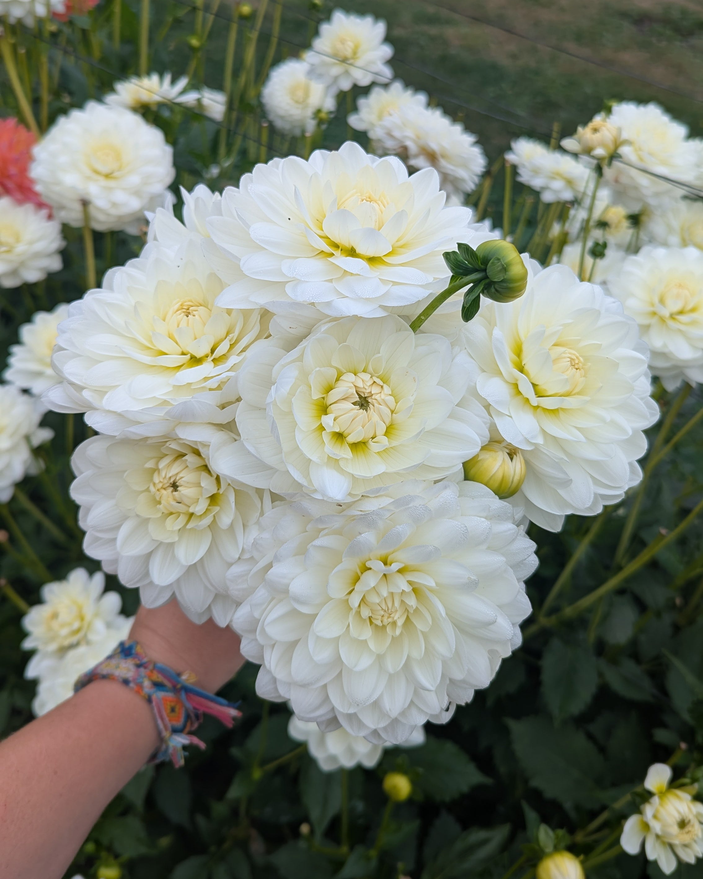 SANDIA ISA – Misfit Dahlias