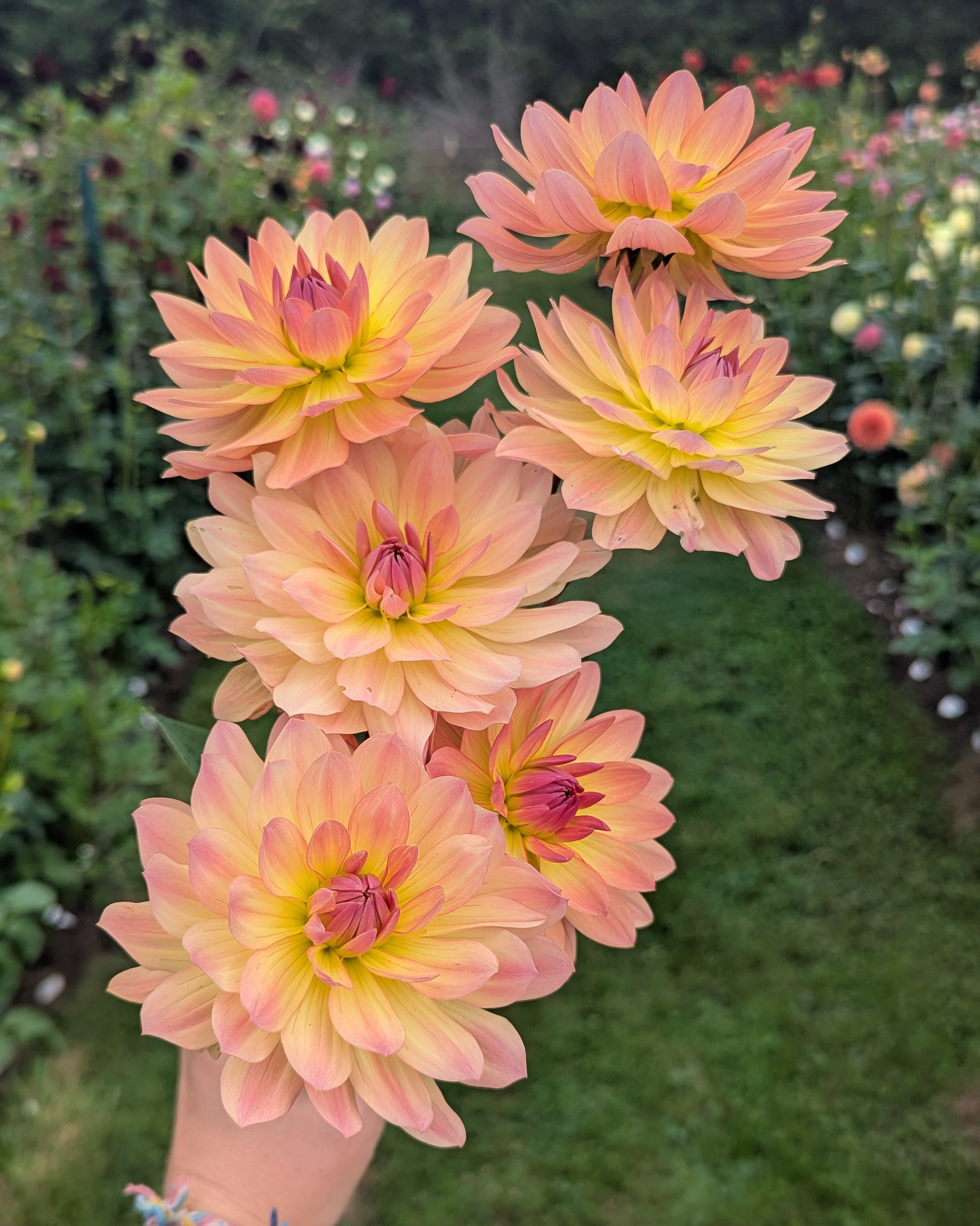 MOLLY'S ORANGE YOU GLAD (NEW 2026) -LIMIT 1 – Misfit Dahlias