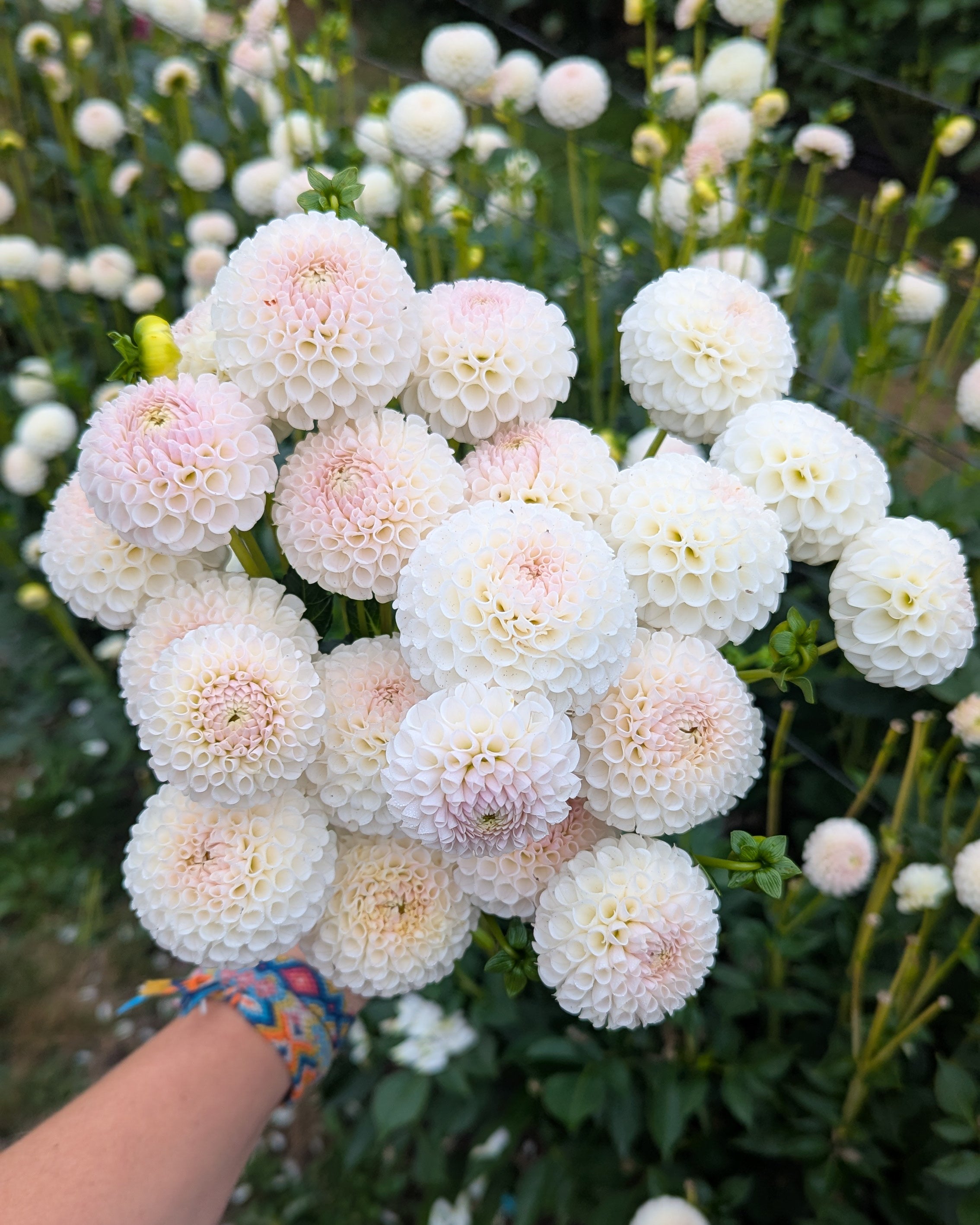 EDEN BENARY – Misfit Dahlias
