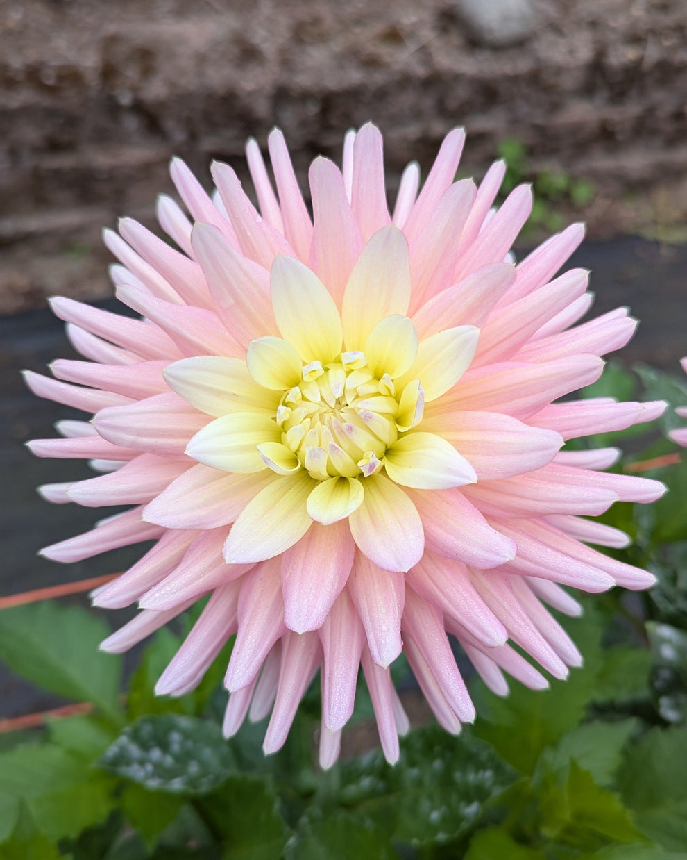 CLEARVIEW CLARA BELLE – Misfit Dahlias