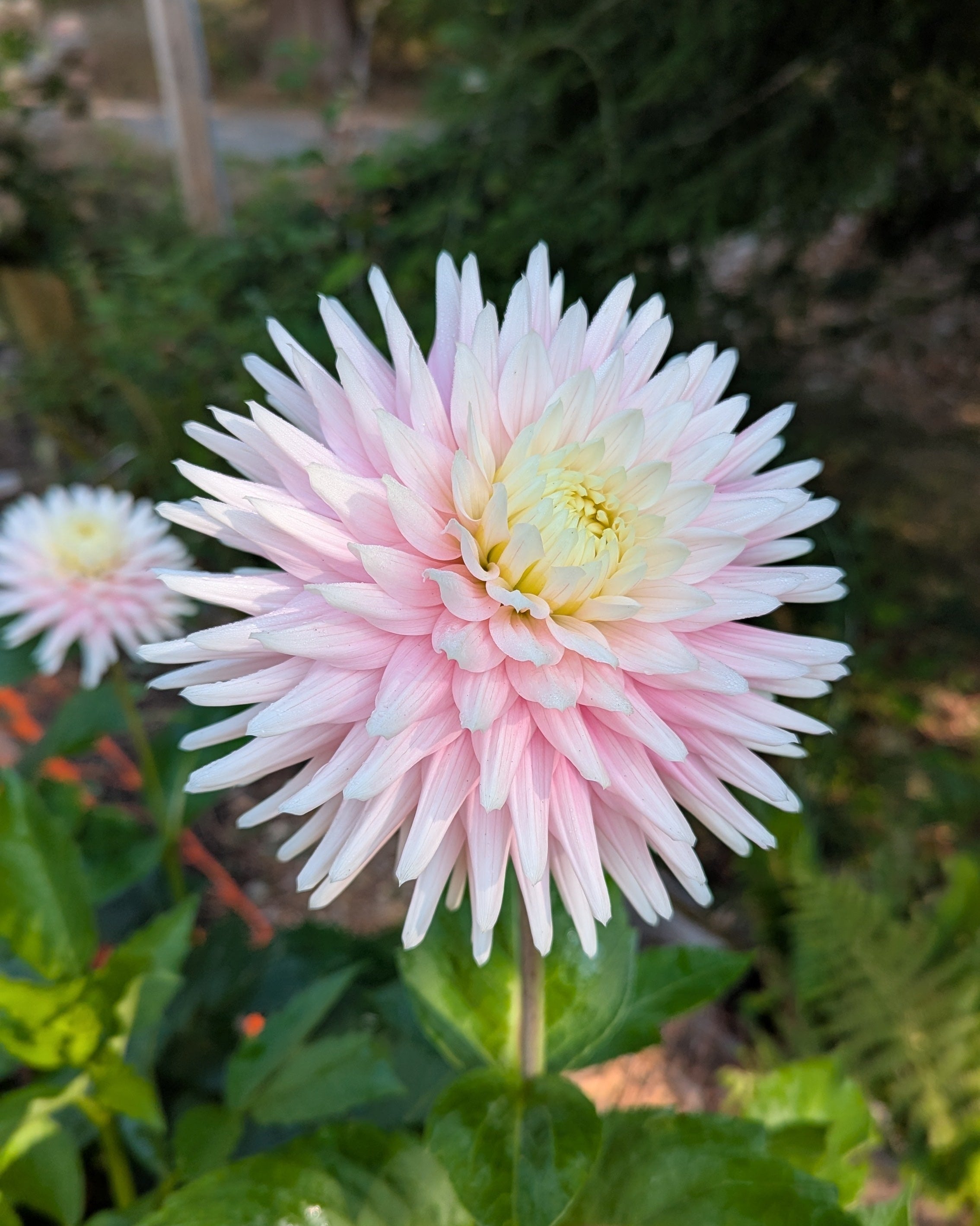 CLEARVIEW AUDREY – Misfit Dahlias