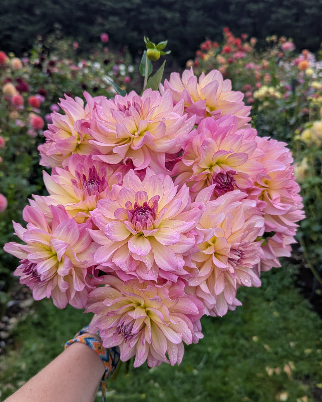 AC TWISP - LIMIT 1 – Misfit Dahlias