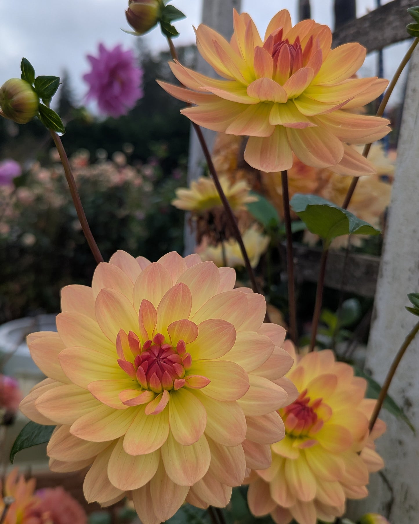 MOLLY'S ORANGE YOU GLAD (NEW 2026) -LIMIT 1 – Misfit Dahlias