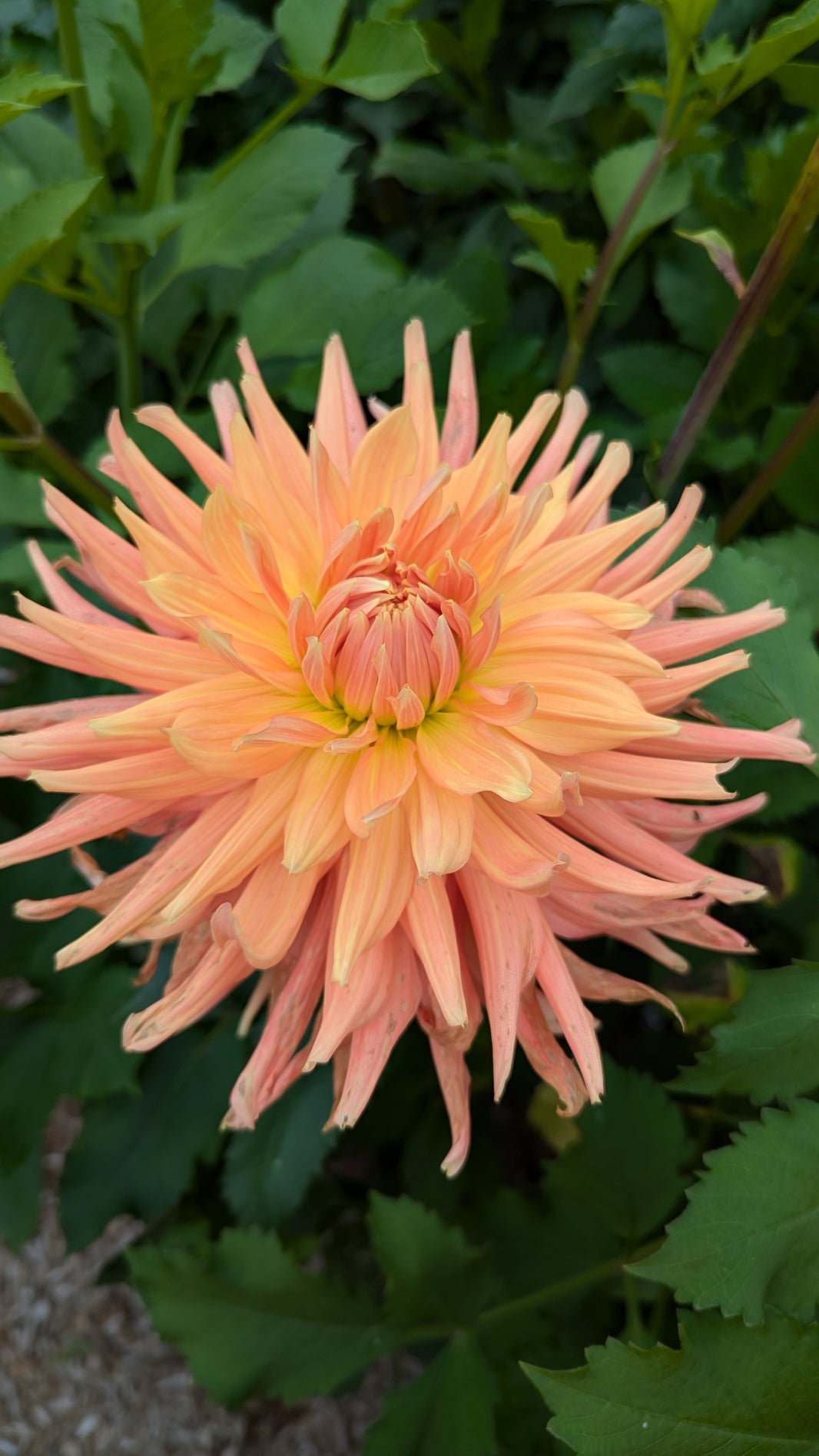All Dahlias – Misfit Dahlias