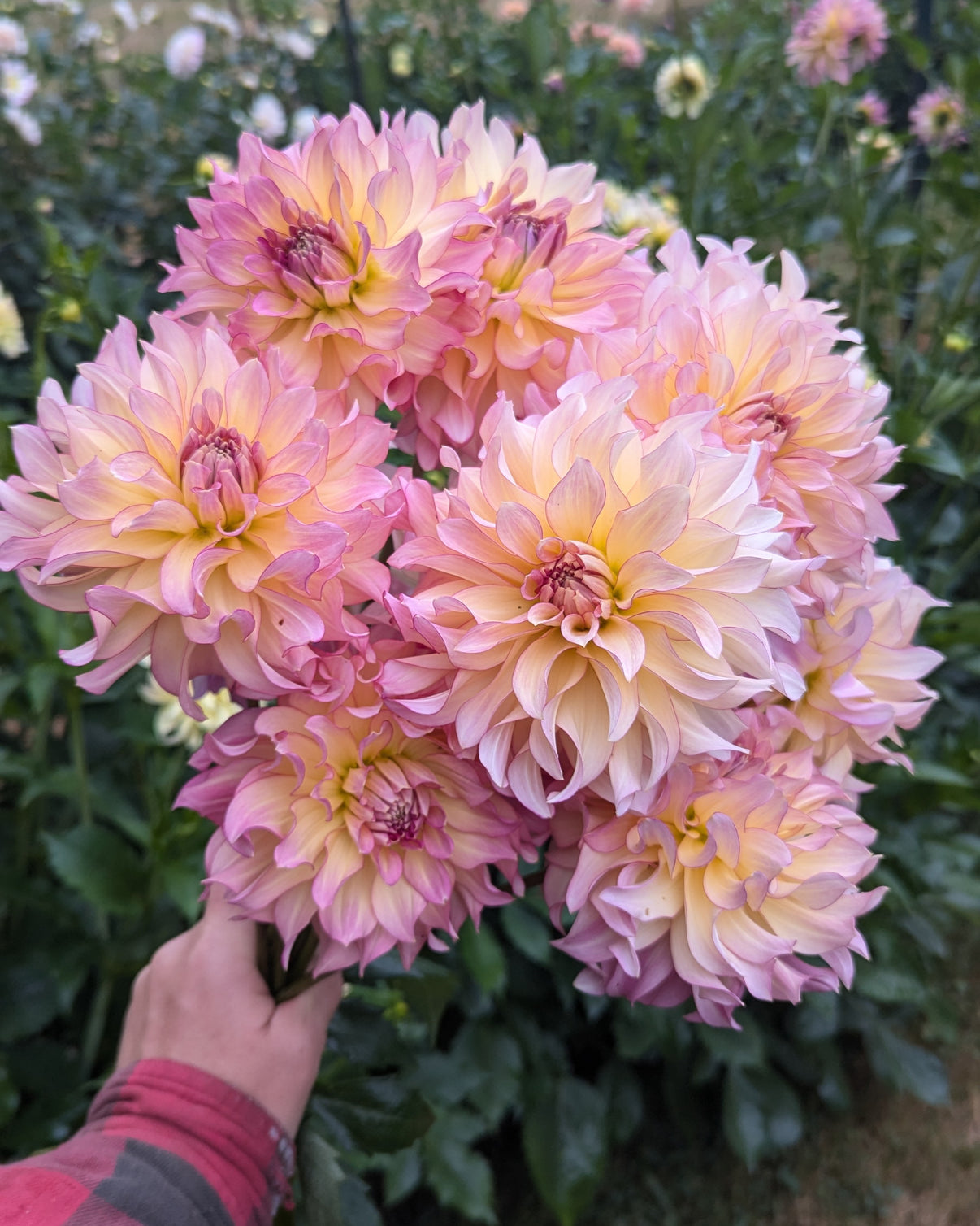 AC TWISP - LIMIT 1 – Misfit Dahlias