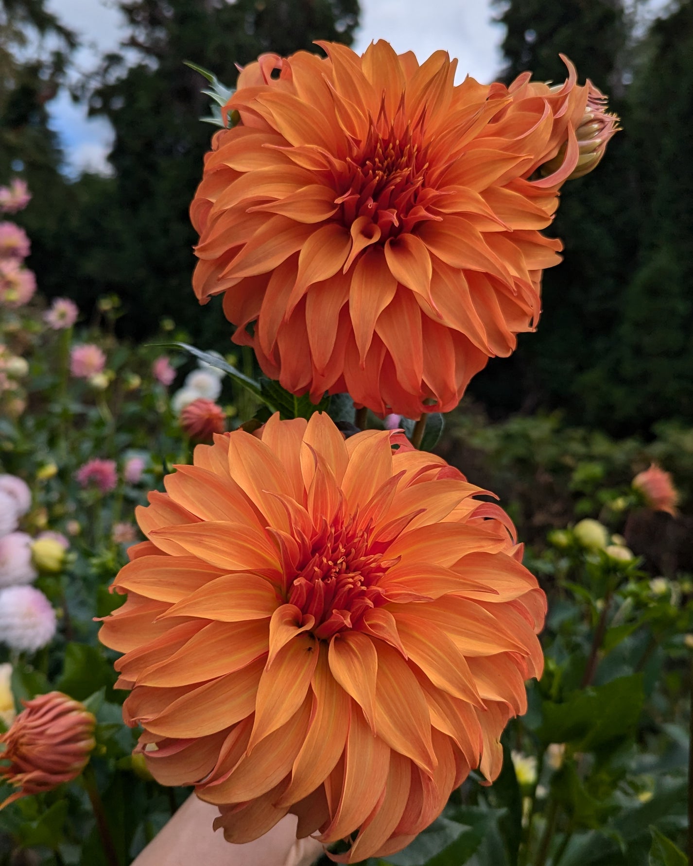 BLOOMQUIST JEAN – Misfit Dahlias