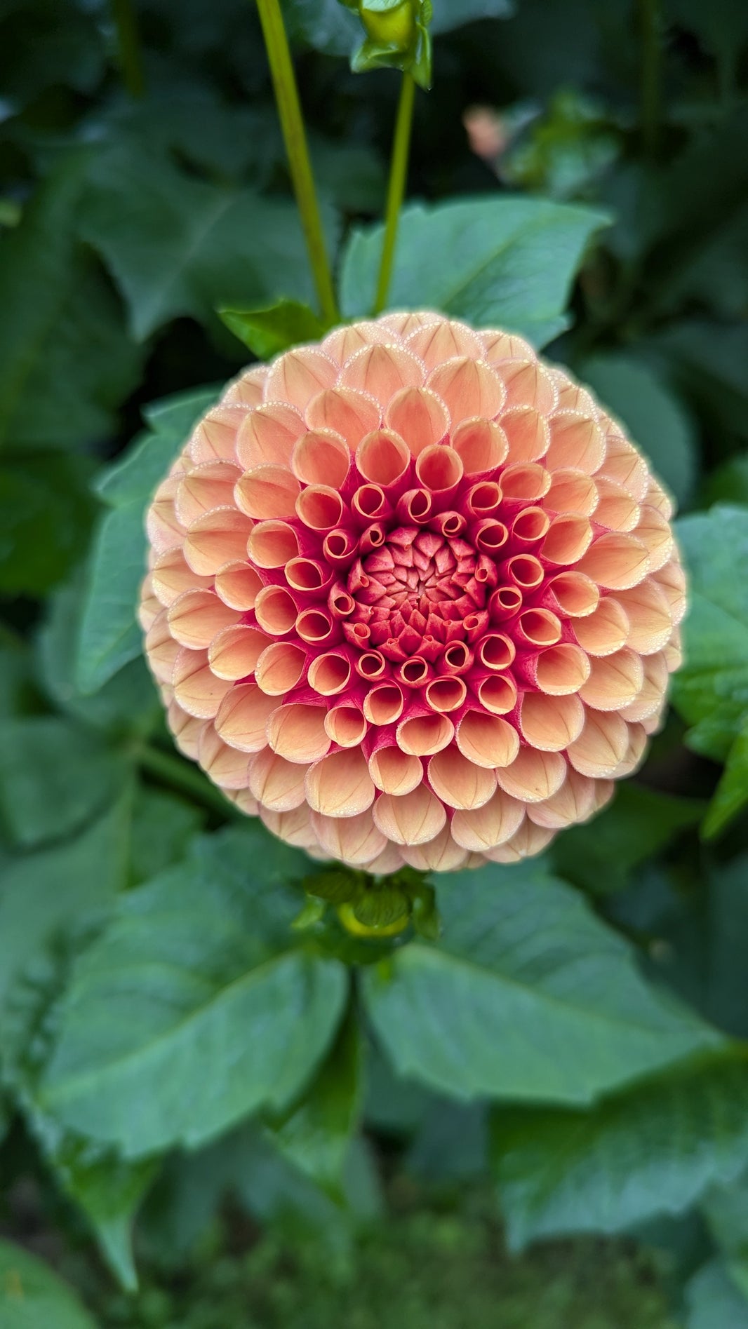 All Dahlias – Page 5 – Misfit Dahlias