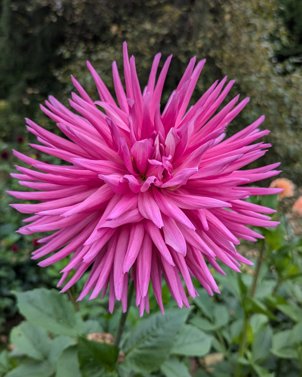 SANDIA BARBIE – Misfit Dahlias